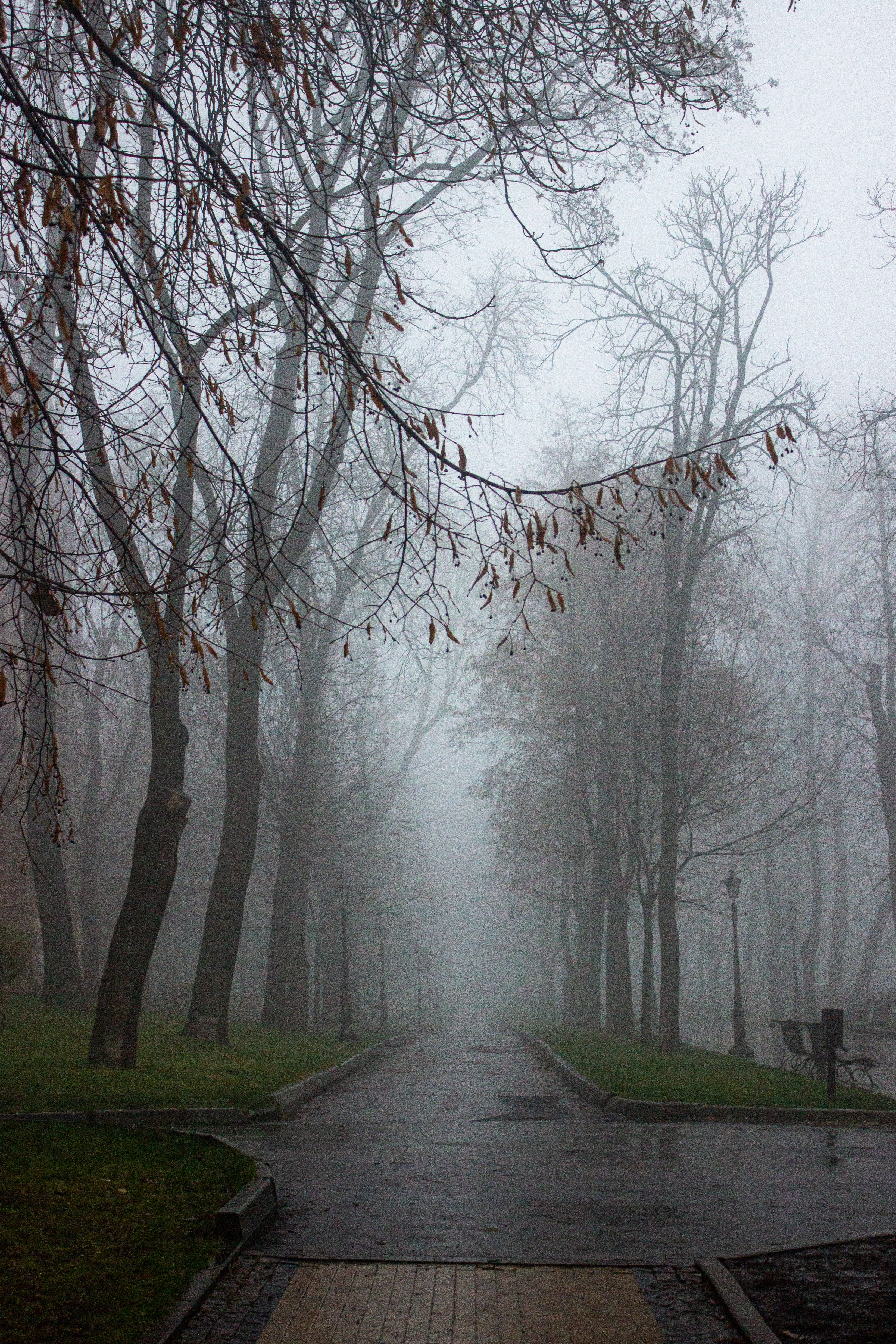 Misty Park Pathway in Early Spring · Free Stock Photo