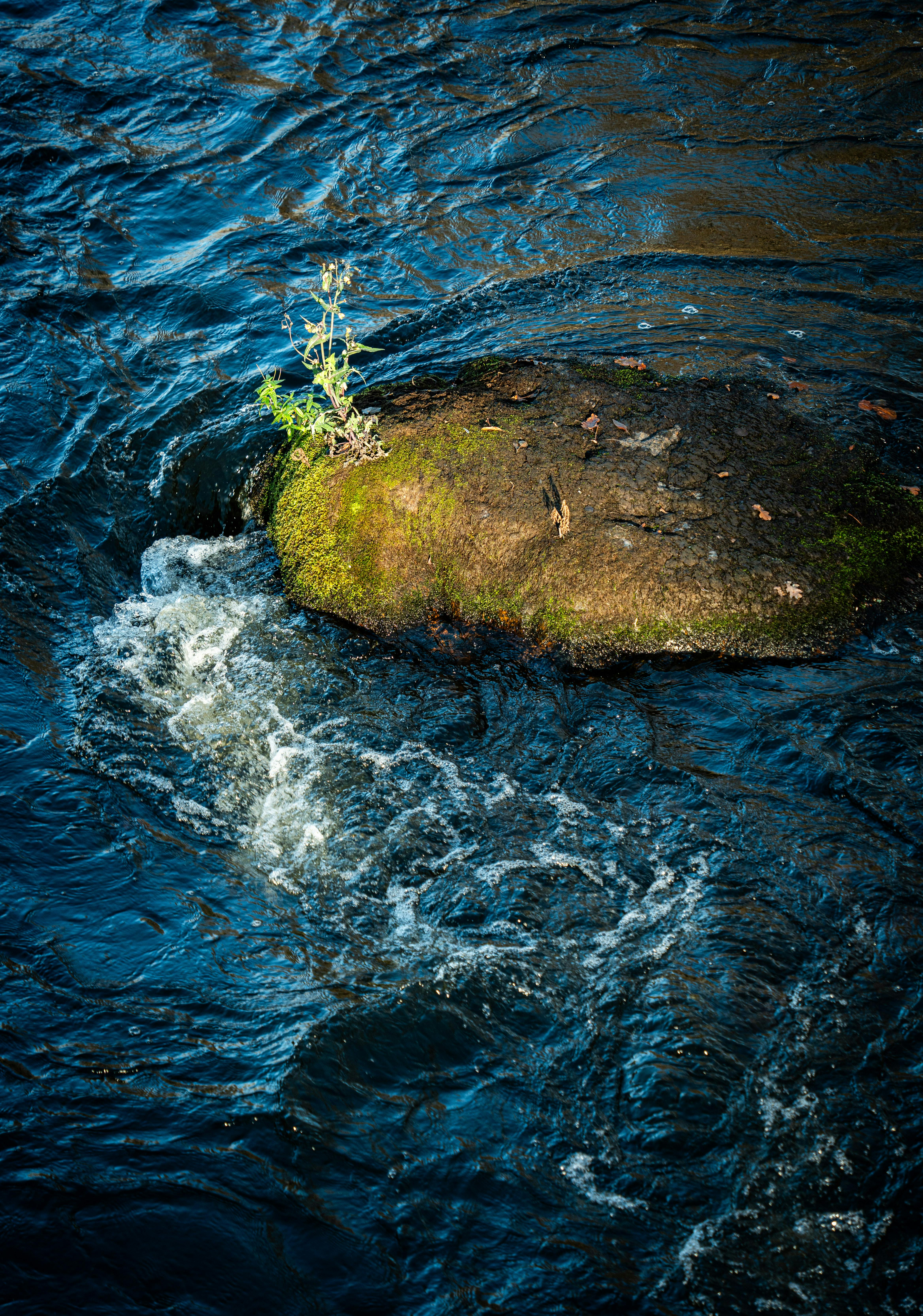 Clean Water River Fresh Water Nature Green Environment Photos, Download ...