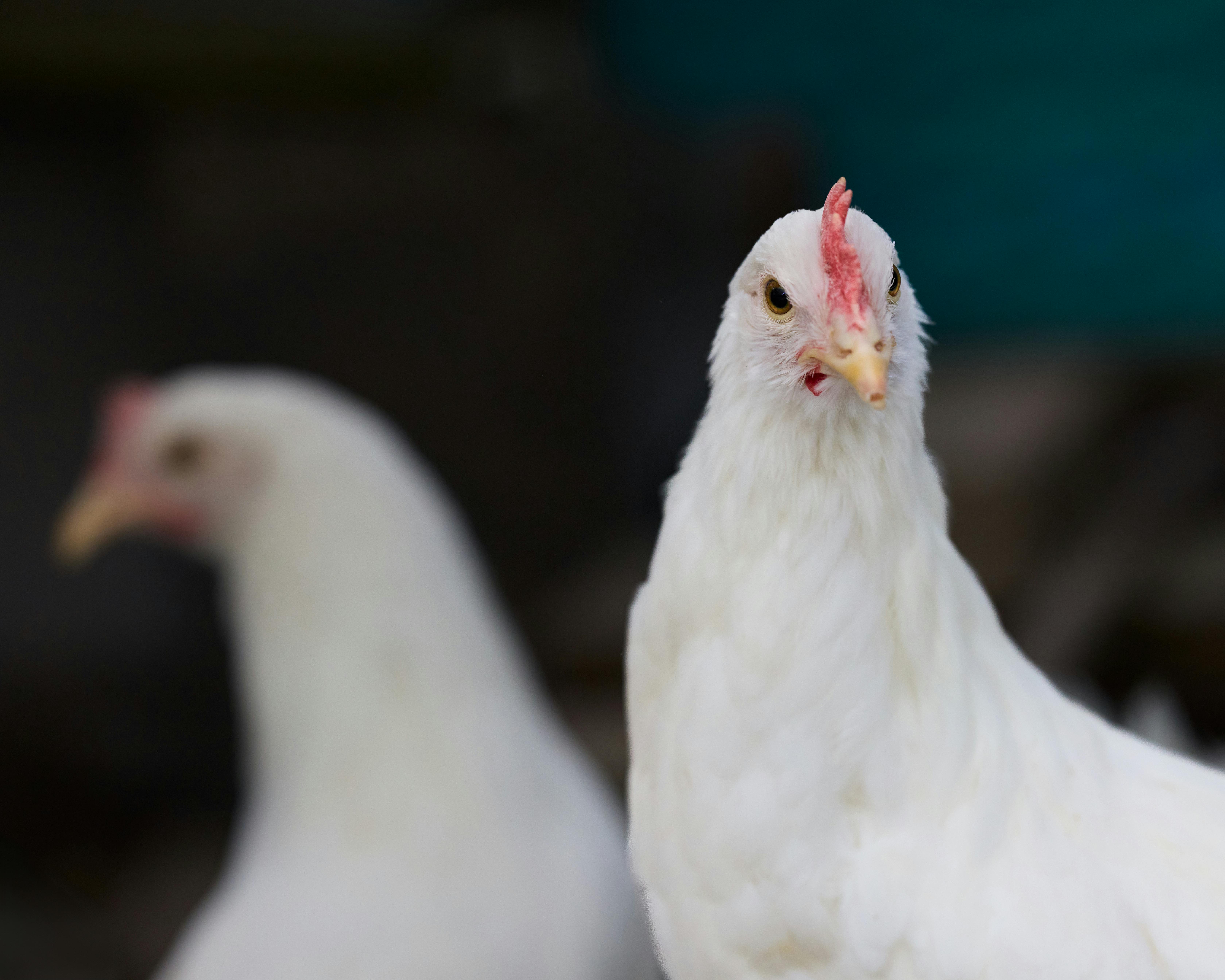 Broiler Chicken Photos, Download The BEST Free Broiler Chicken Stock ...