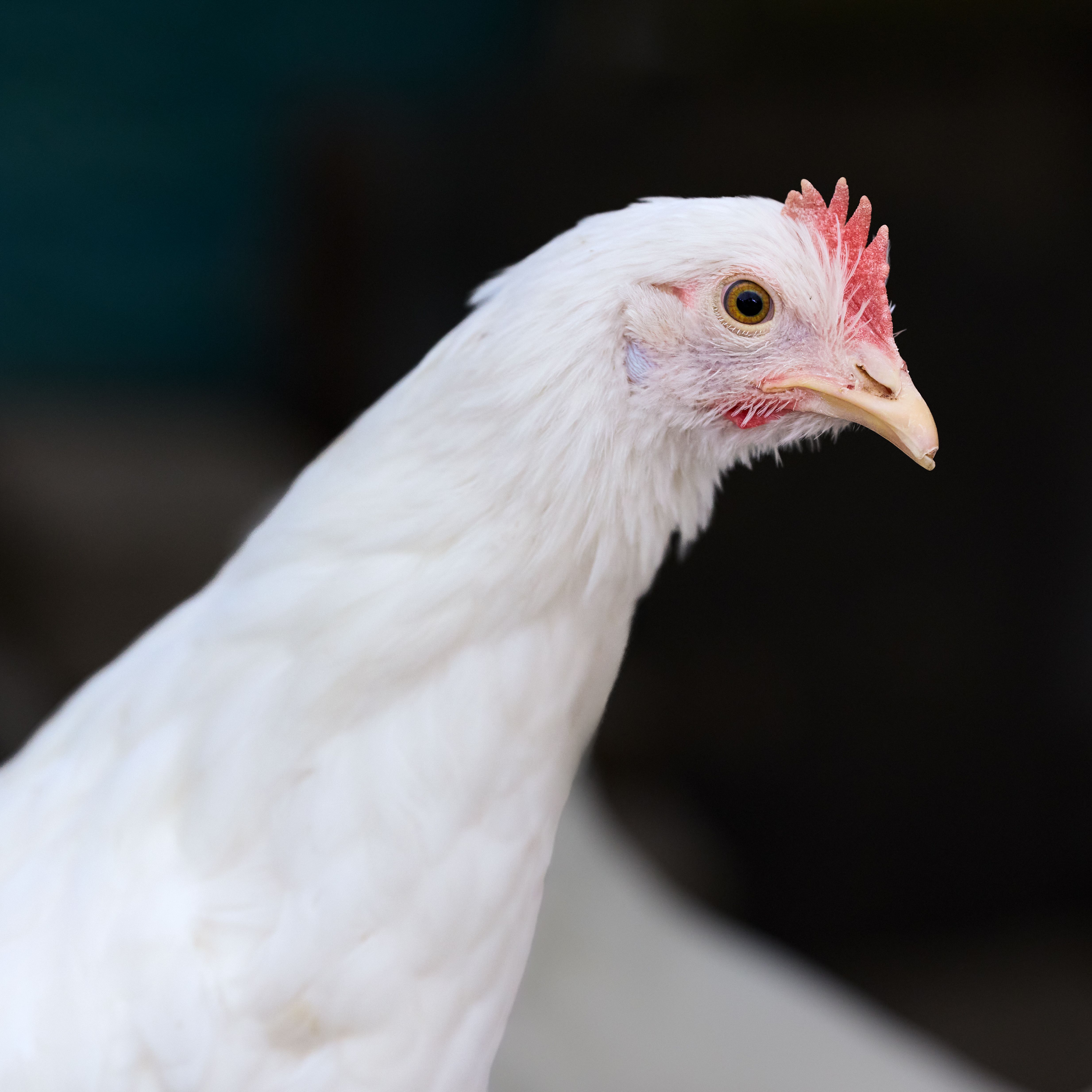 Close-up Portrait of a White Leghorn Hen · Free Stock Photo