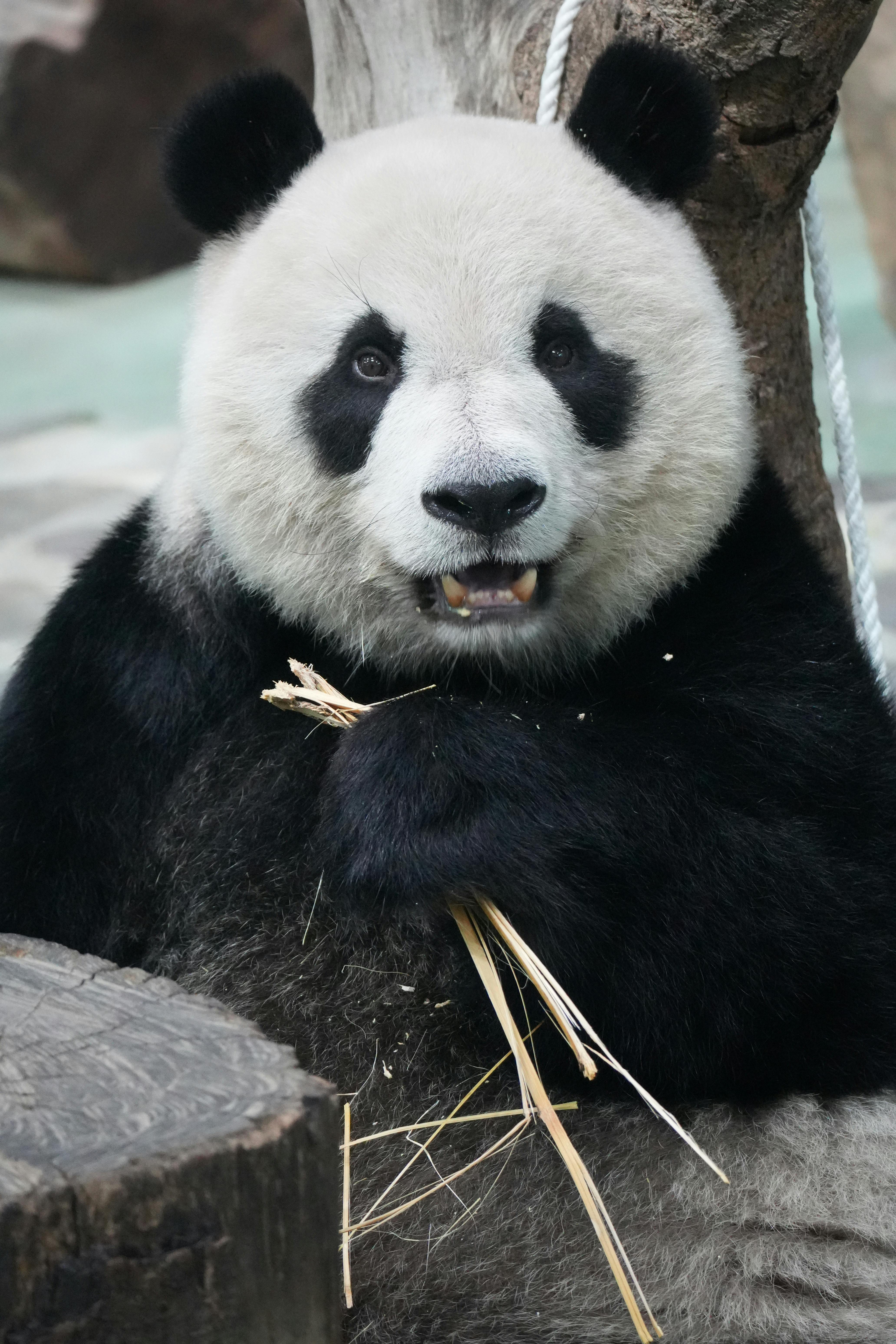 Giant Panda Eating Bamboo in Natural Habitat · Free Stock Photo