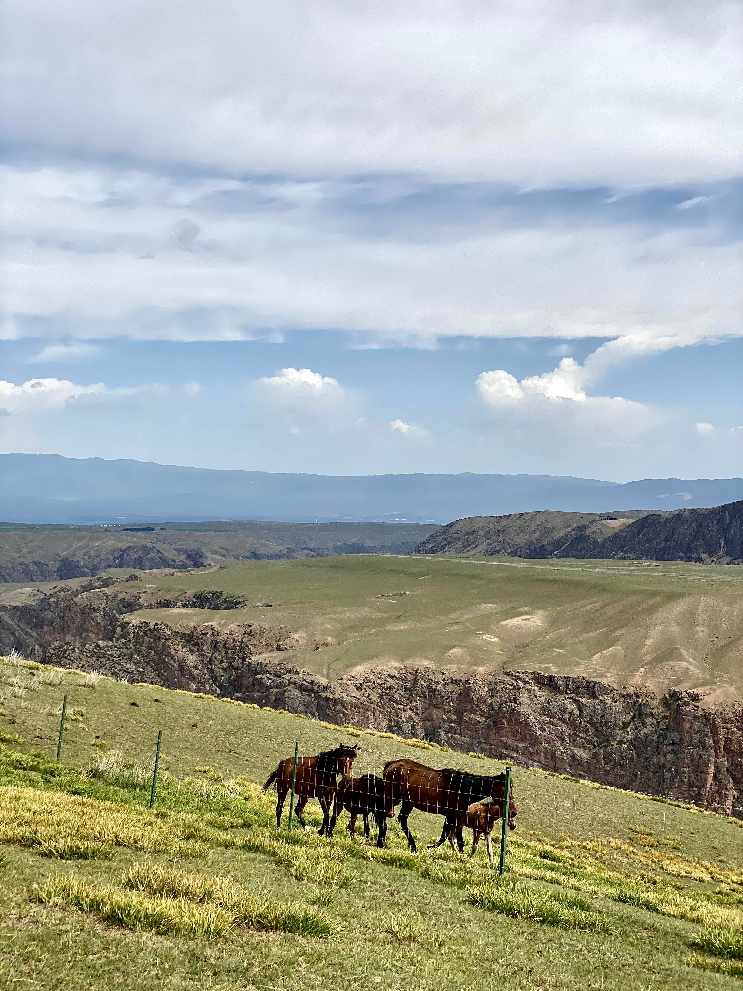 Turkestan Landscape Of Steppe Land Photos, Download The BEST Free ...