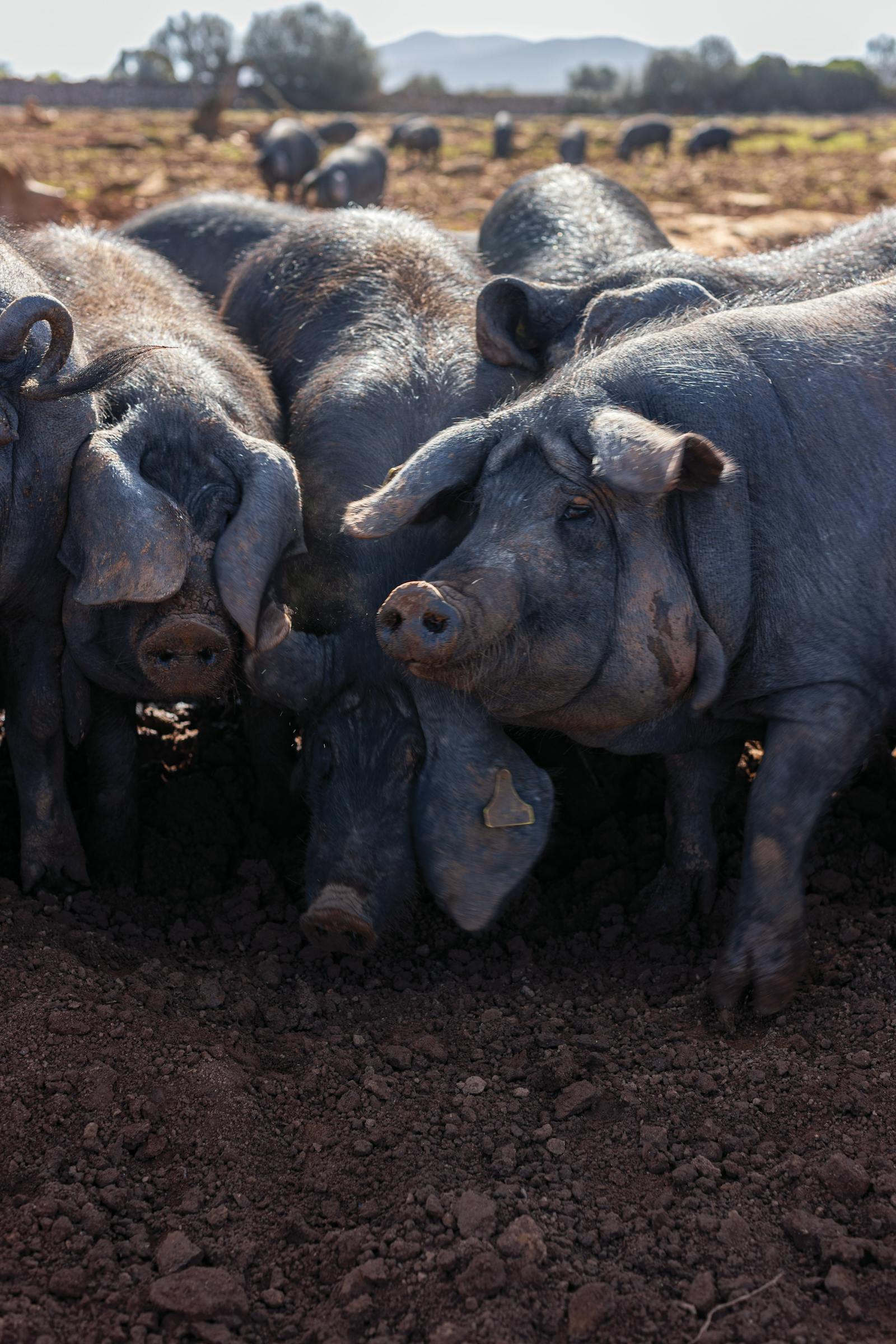 Pigs Photos, Download The BEST Free Pigs Stock Photos & HD Images