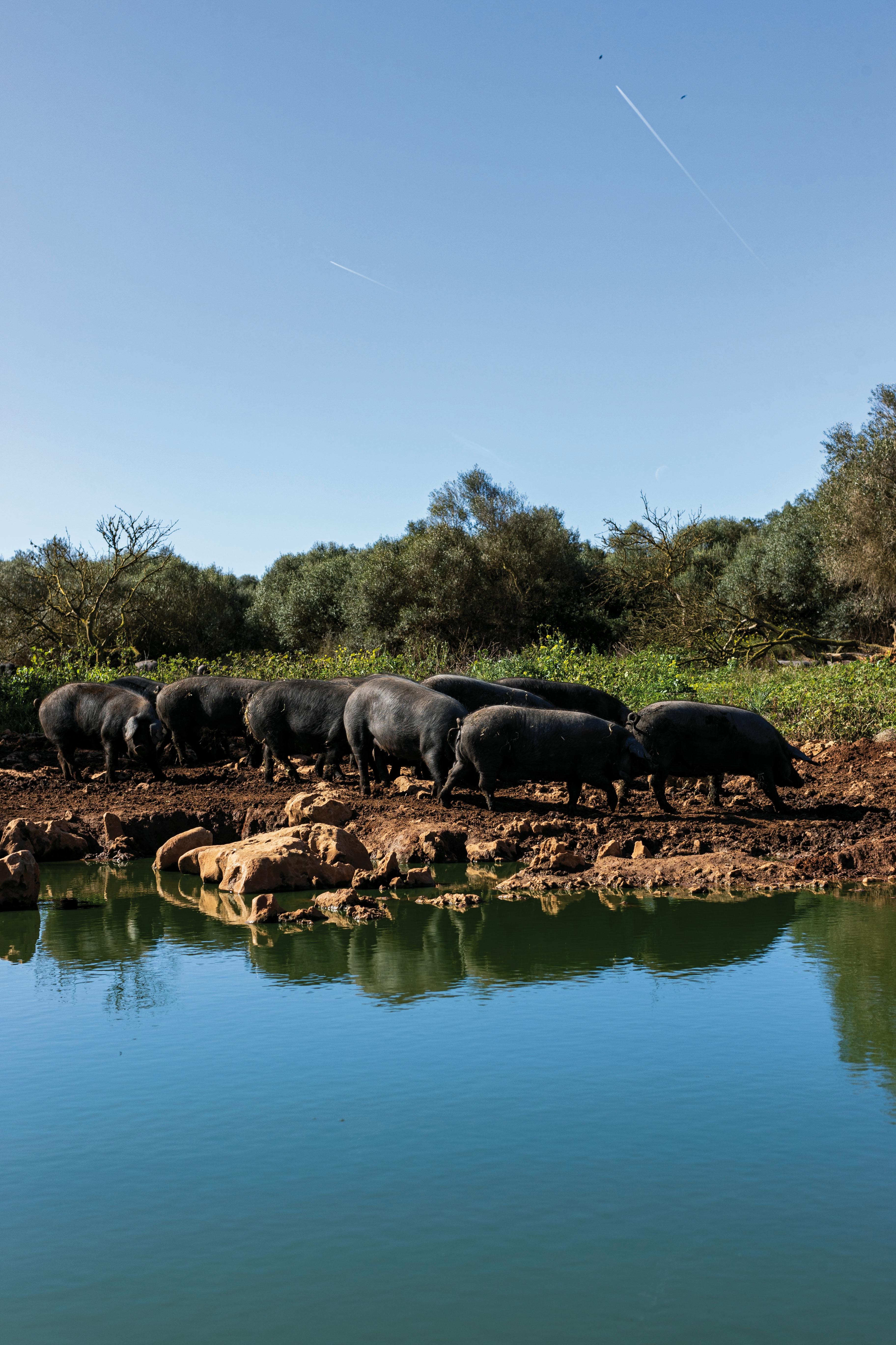 Therian Animals Photos, Download The BEST Free Therian Animals Stock ...