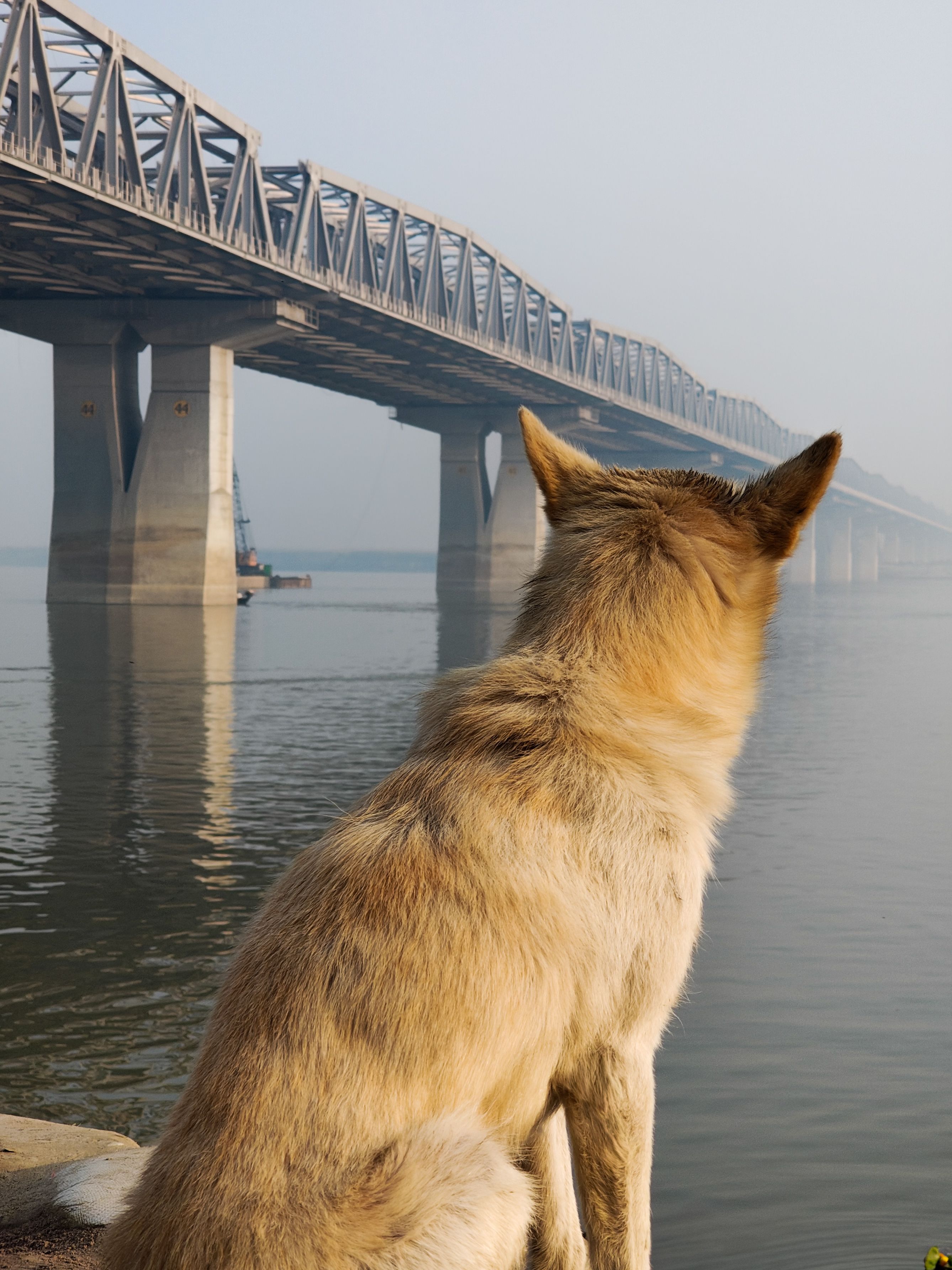 Dog Watching the River Under Flying Bridge · Free Stock Photo