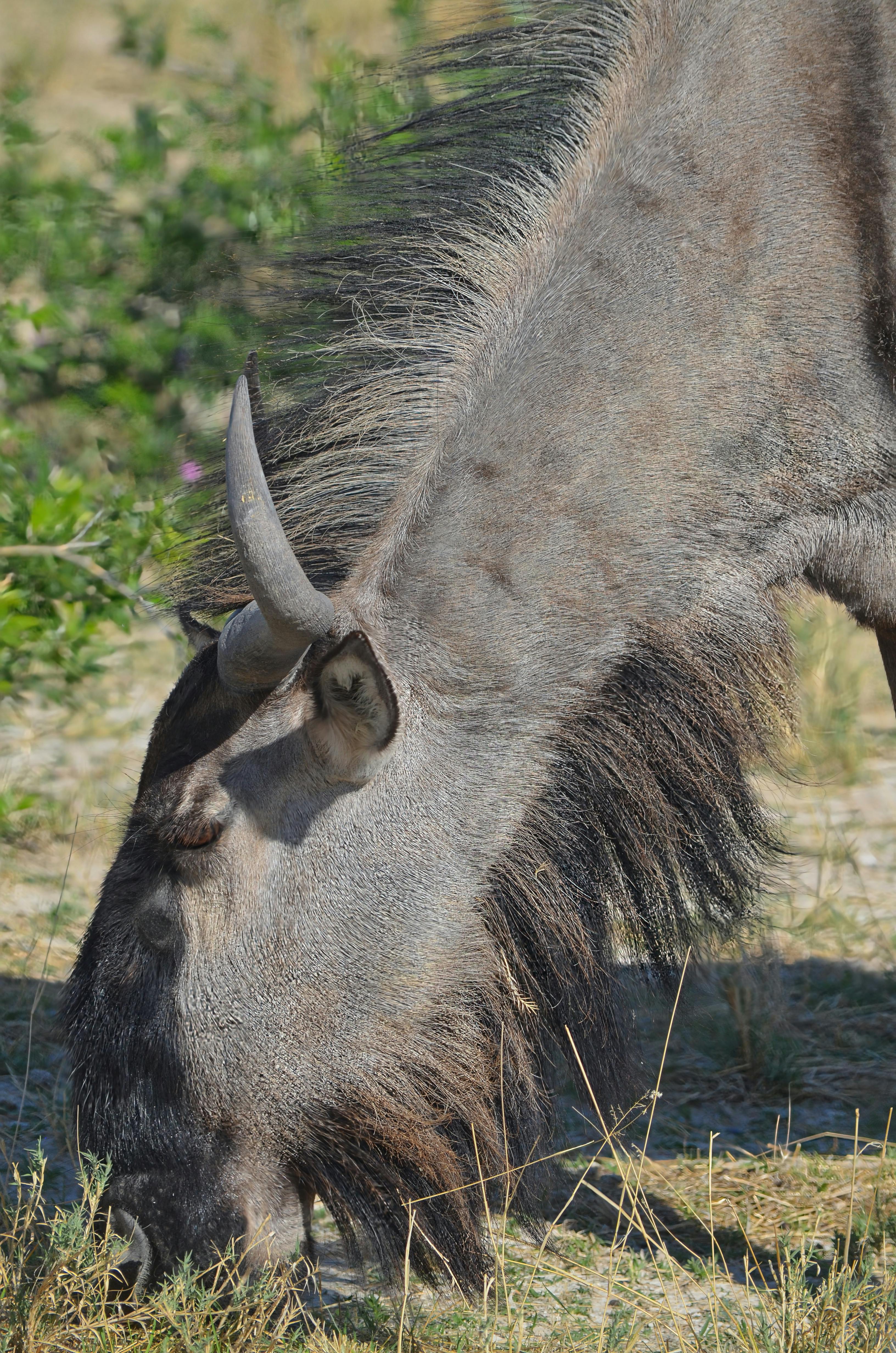 Horn Photos, Download The BEST Free Horn Stock Photos & HD Images
