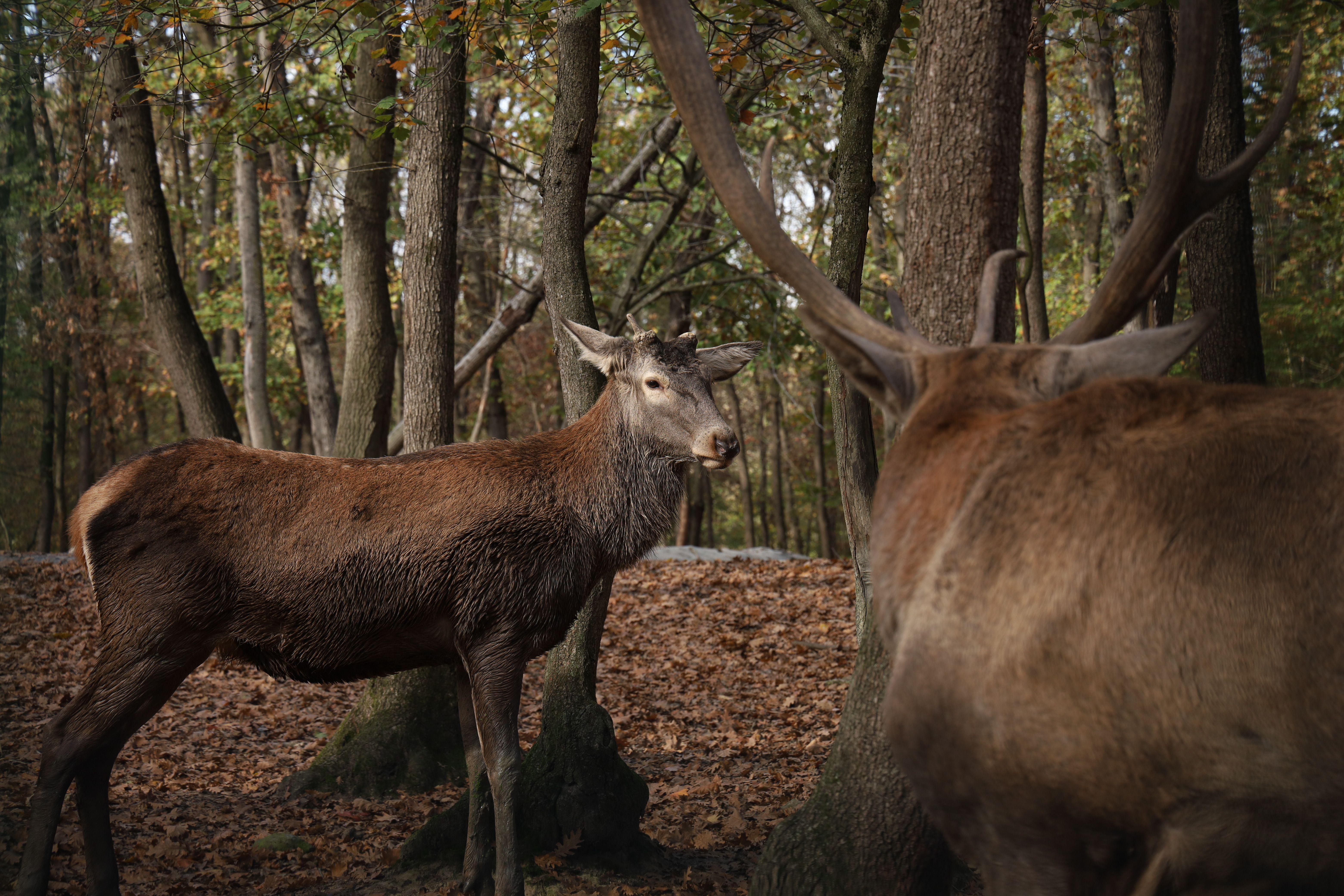 4k Stag Photos, Download The BEST Free 4k Stag Stock Photos & HD Images