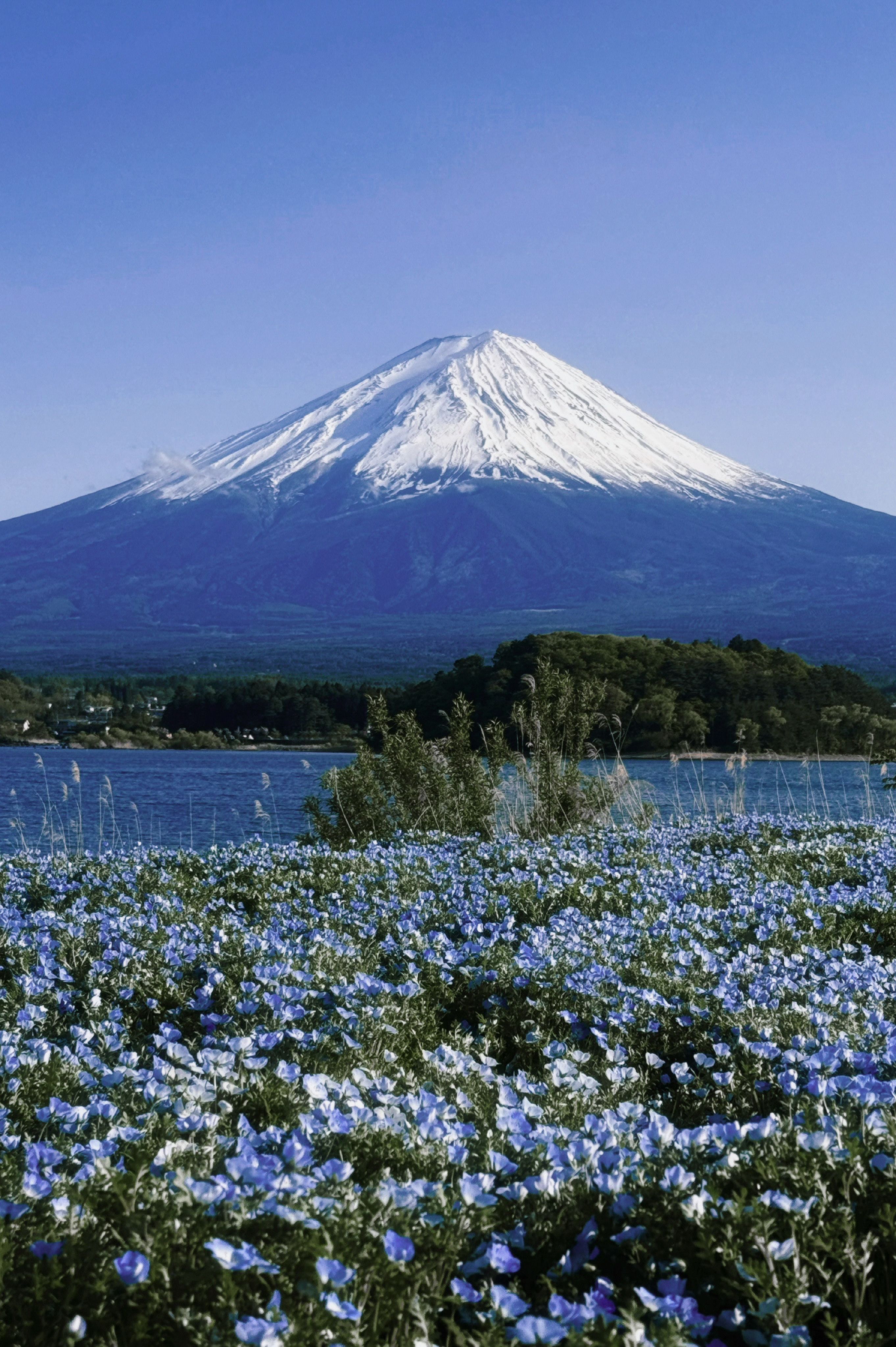 Mount Fuji with Blue Flowers in Springtime · Free Stock Photo