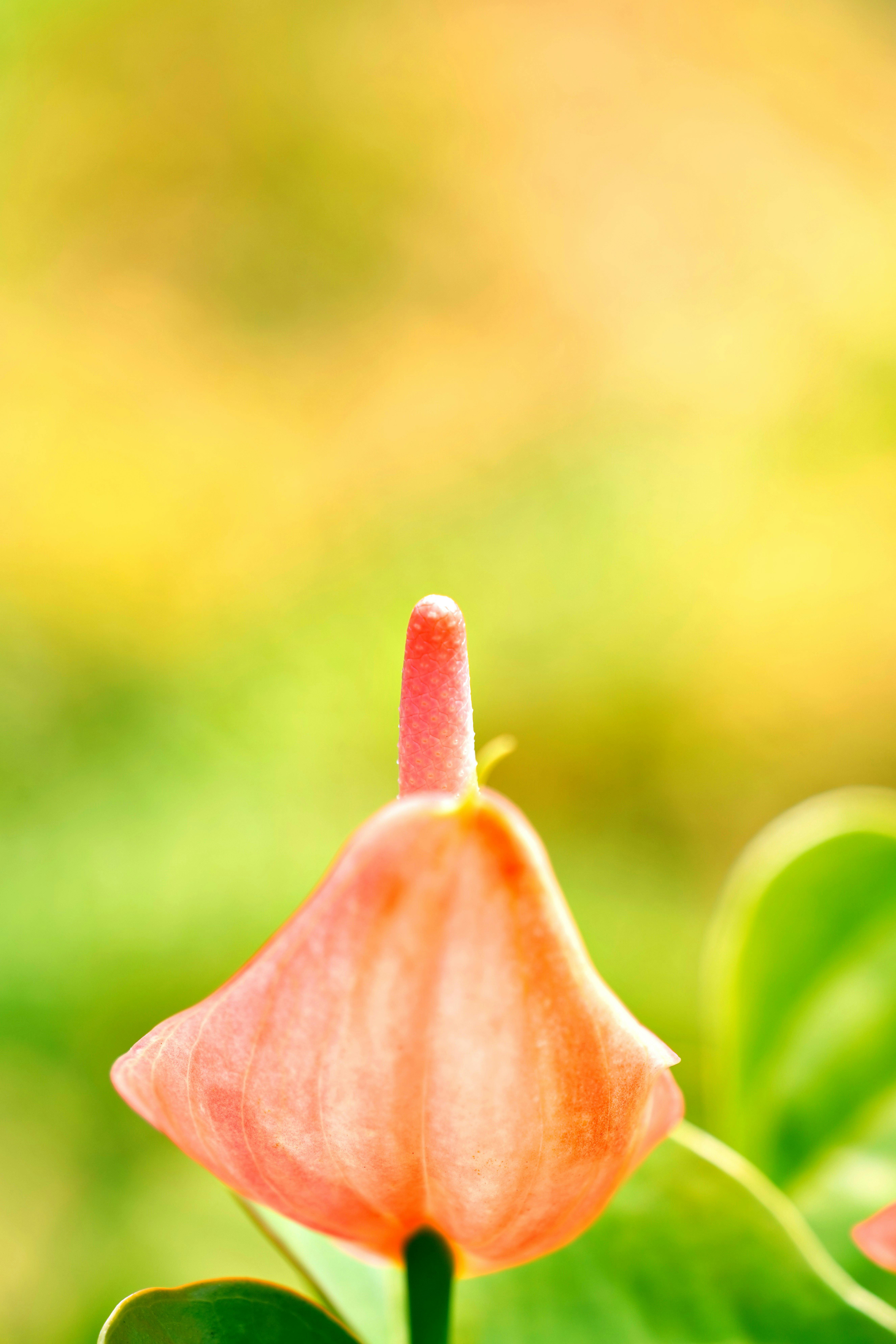 Mauna Loa Hawaii Photos, Download The BEST Free Mauna Loa Hawaii Stock ...