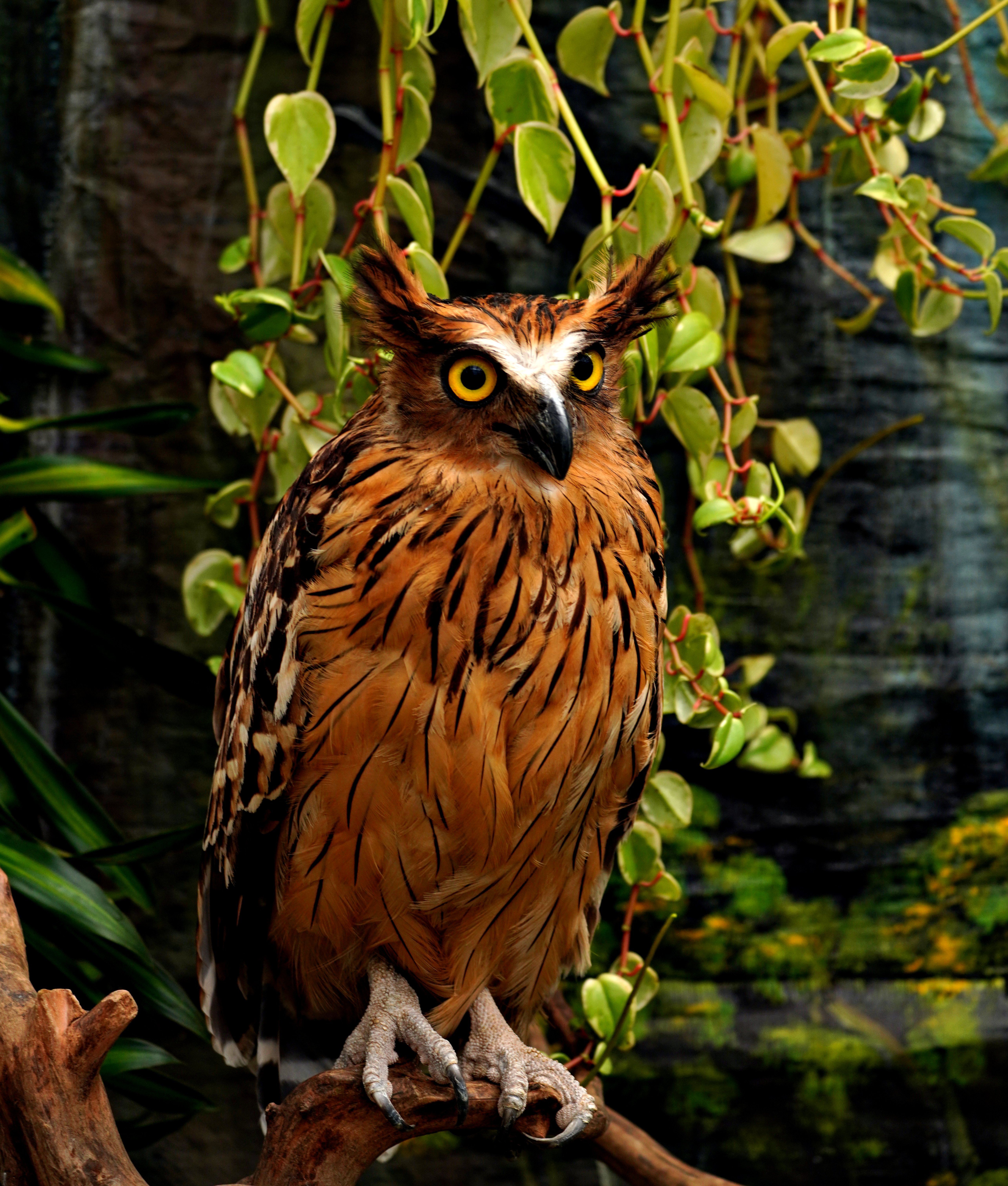 Majestic Buffy Fish Owl Perched Among Vines · Free Stock Photo