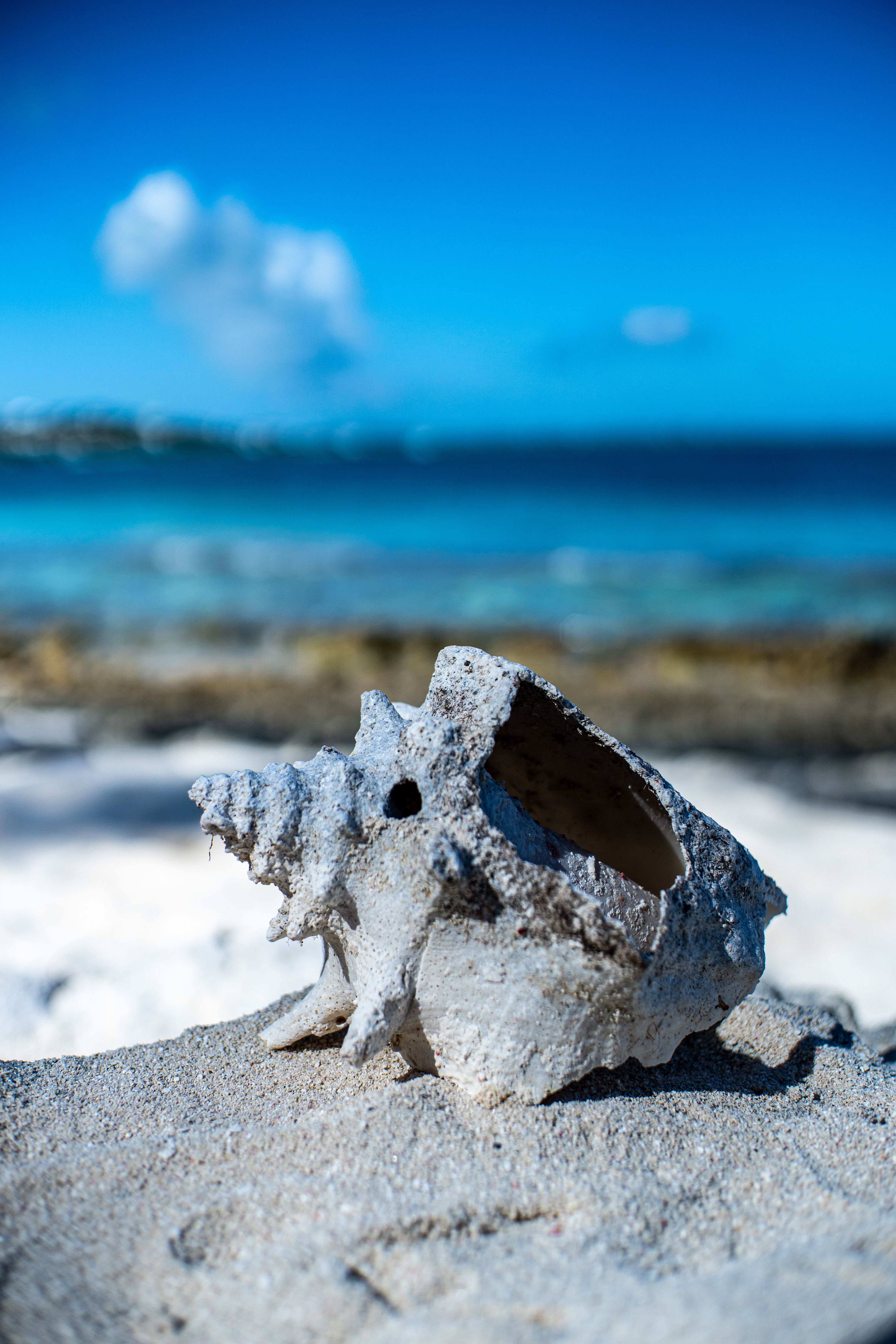 Conch Shell on Caicos Islands Beach · Free Stock Photo