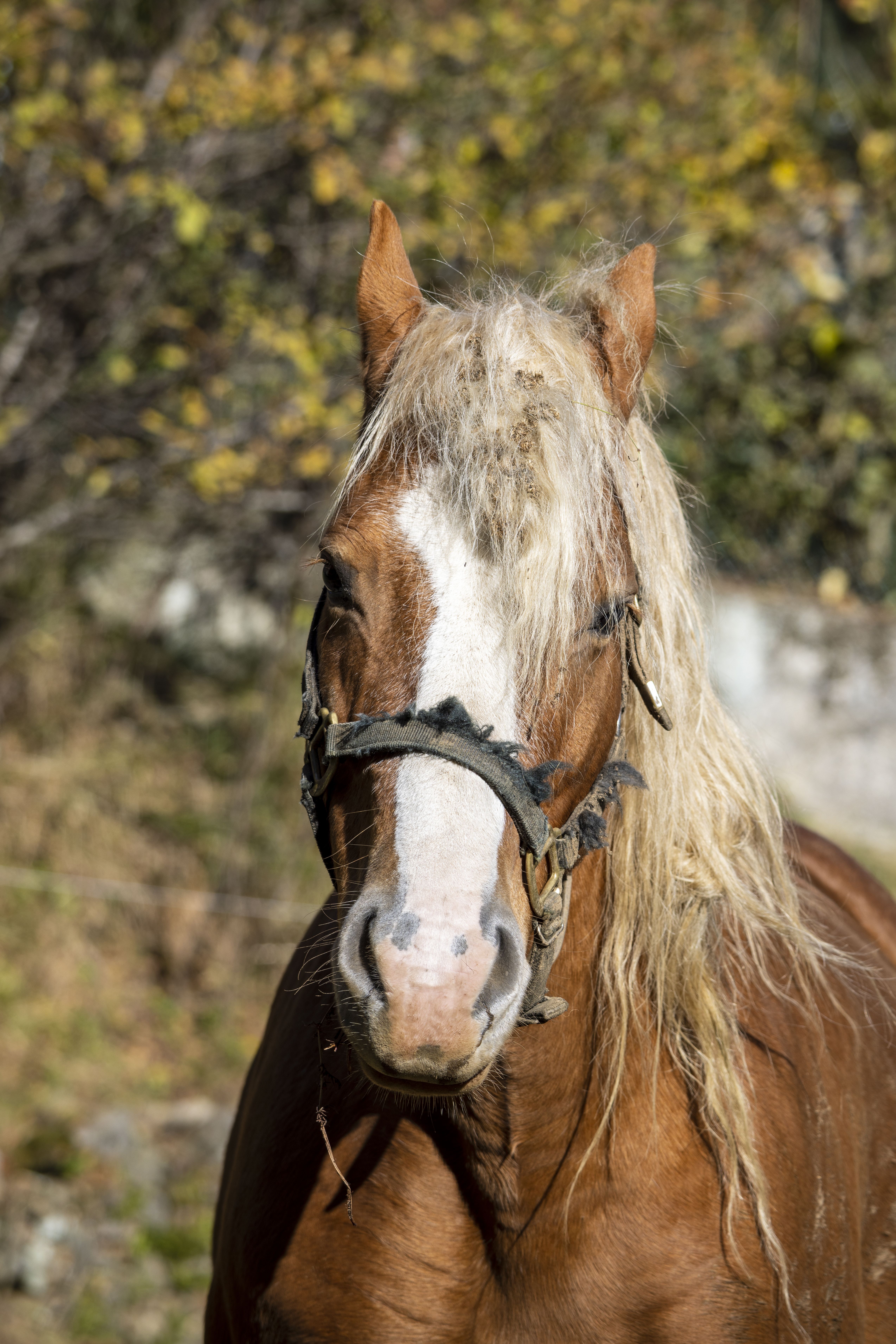Horse Face Photos, Download The BEST Free Horse Face Stock Photos & HD ...