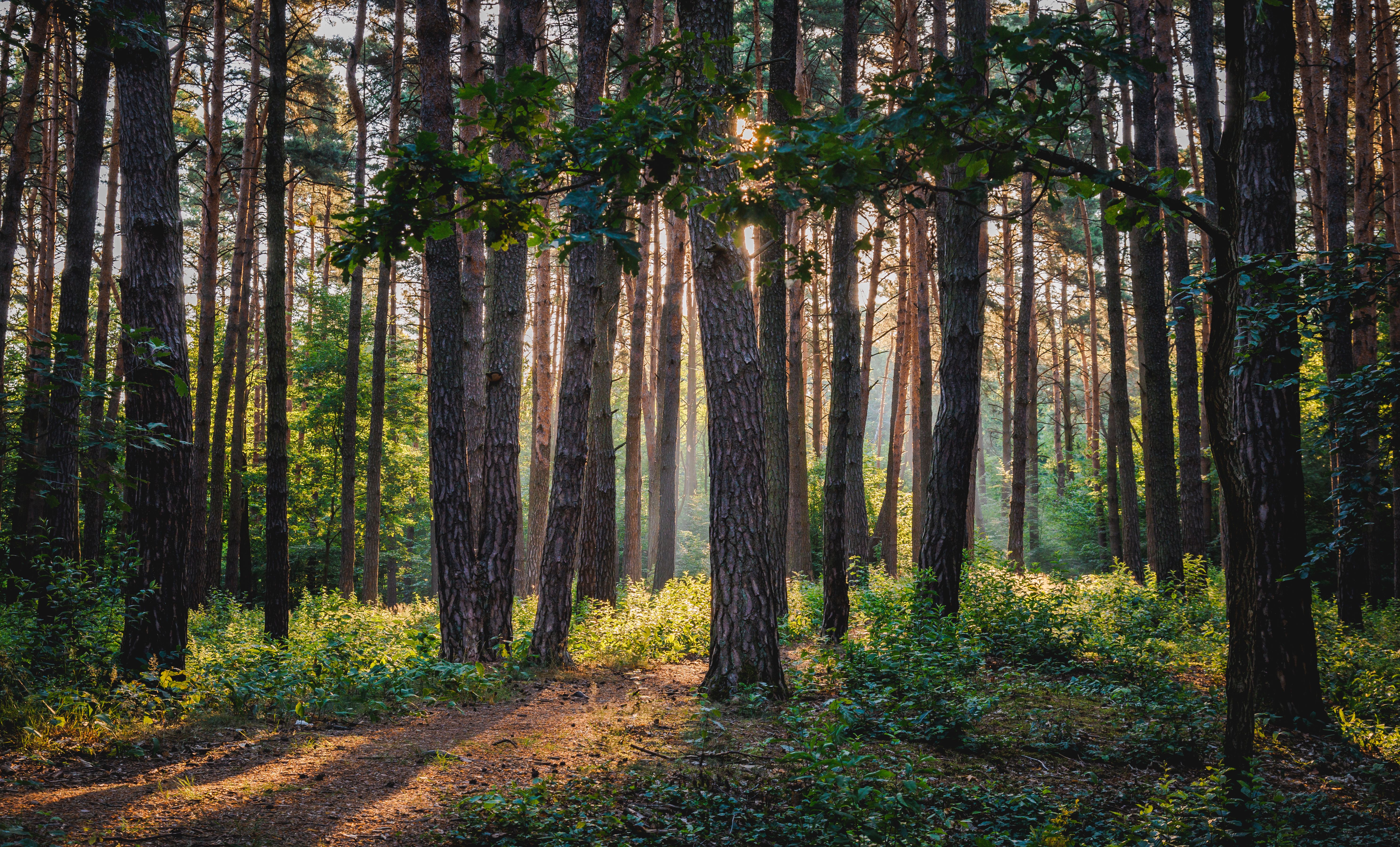Sunlight Filtering Through Serene Forest Trees · Free Stock Photo