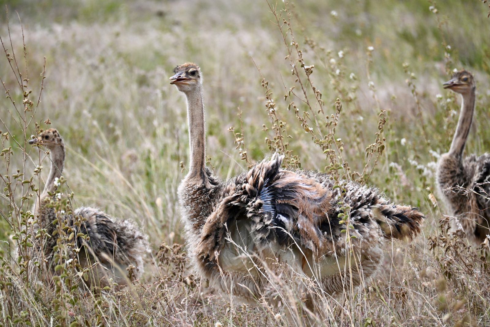 Ostrich Photos, Download The BEST Free Ostrich Stock Photos & HD Images