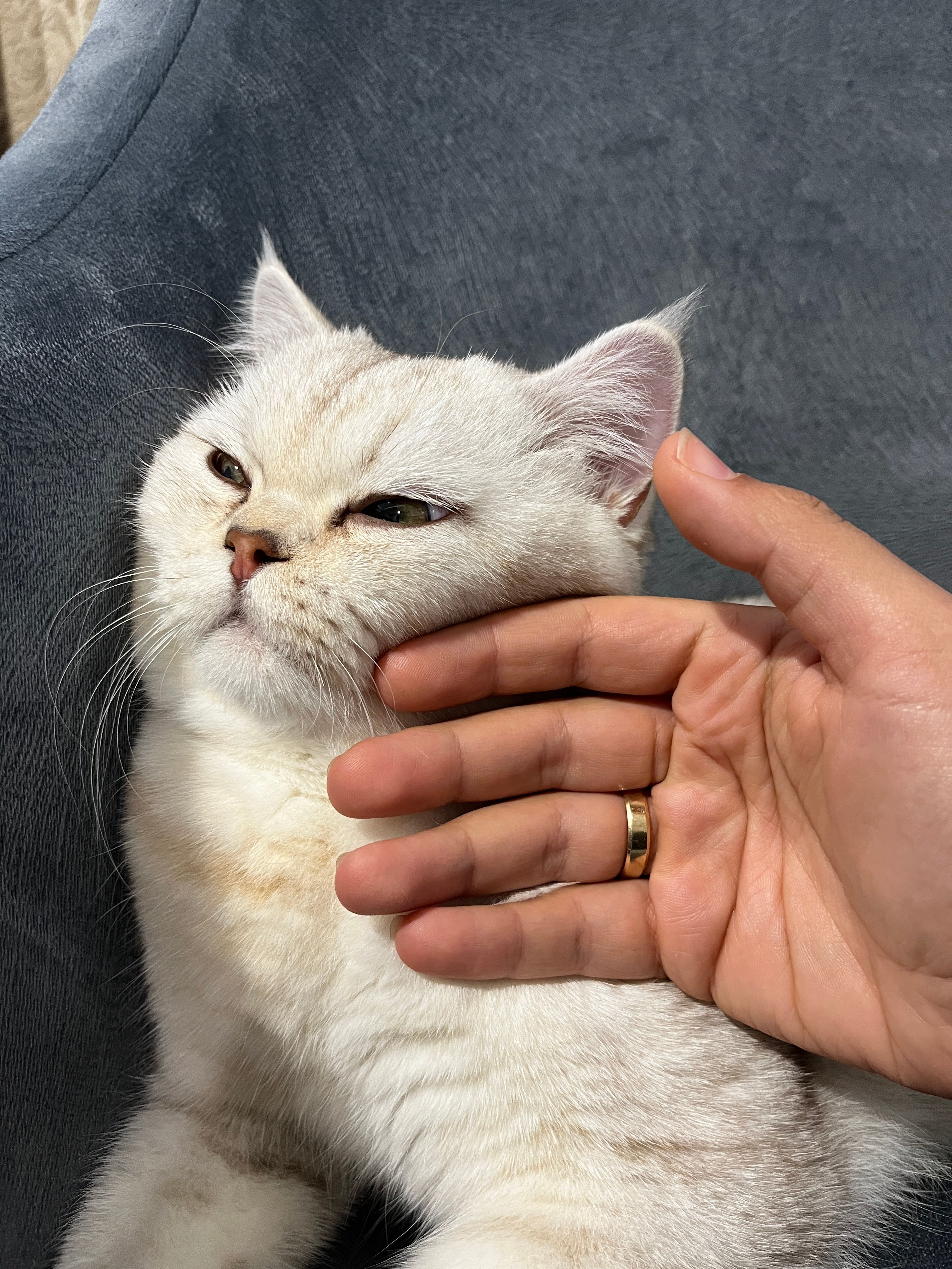 Calm Cat Relaxing with Gentle Human Touch · Free Stock Photo