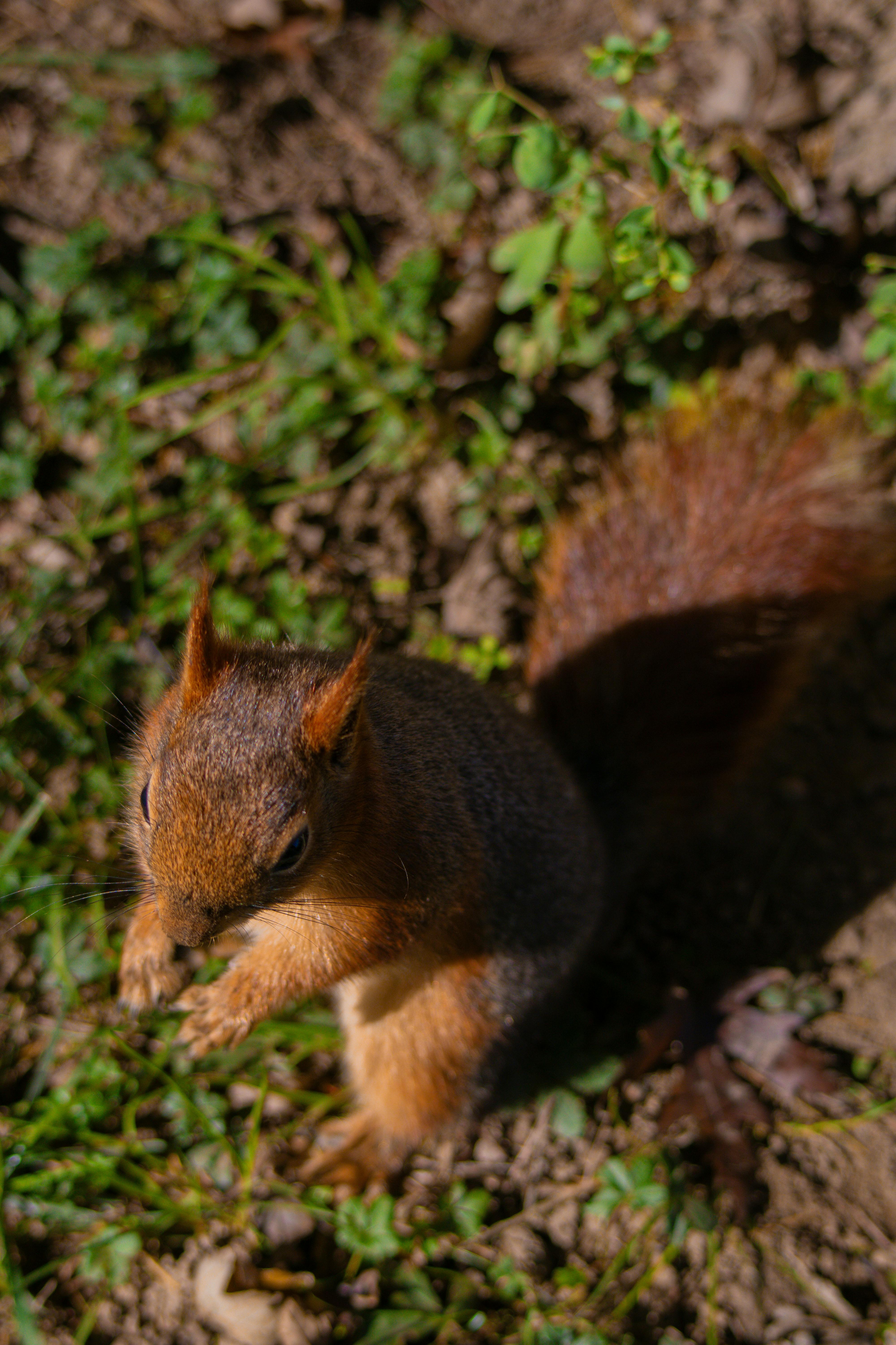 Turkey Animal Photos, Download The BEST Free Turkey Animal Stock Photos ...