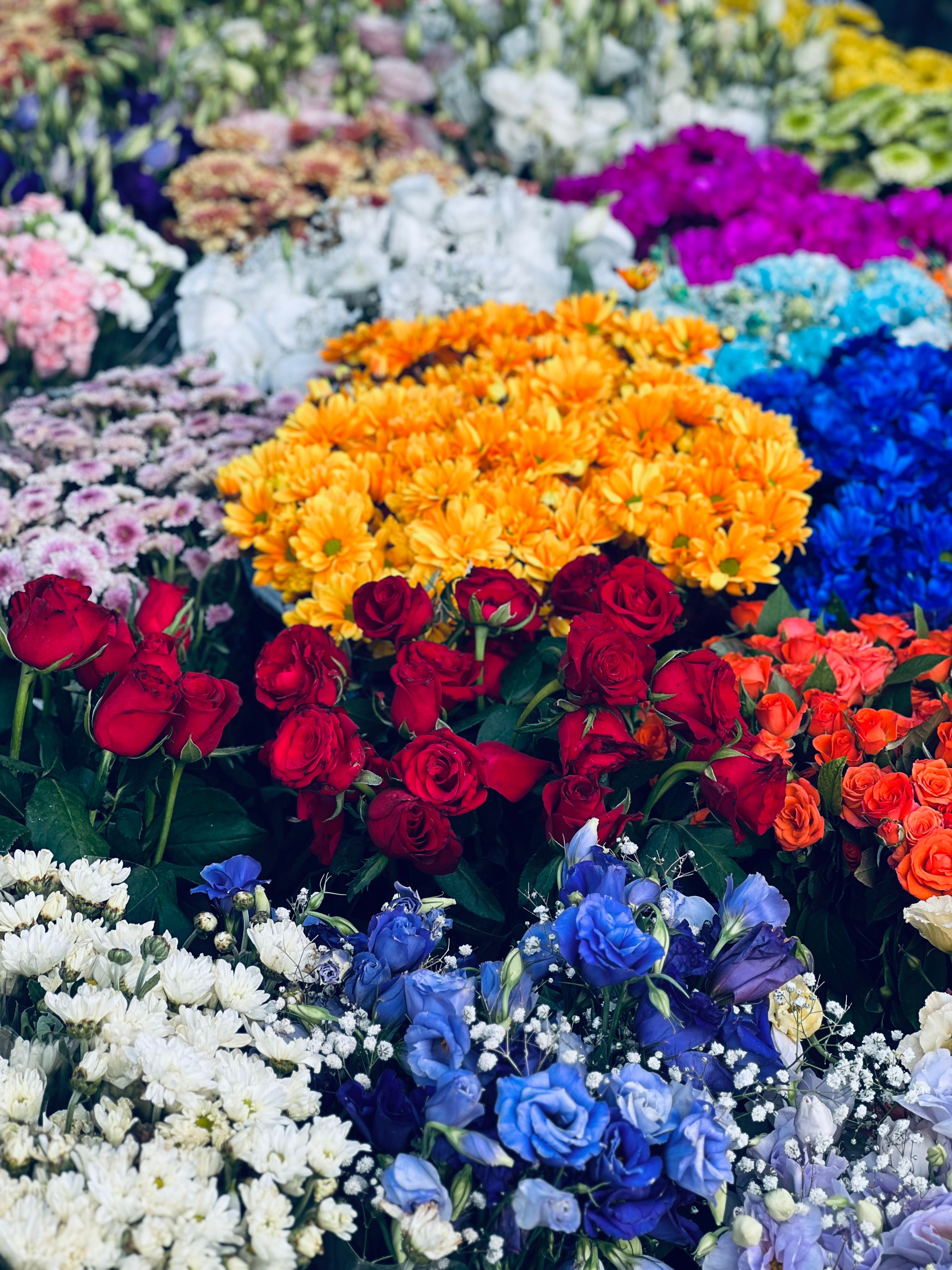 Beautiful Flowers Photos, Download The BEST Free Beautiful Flowers ...