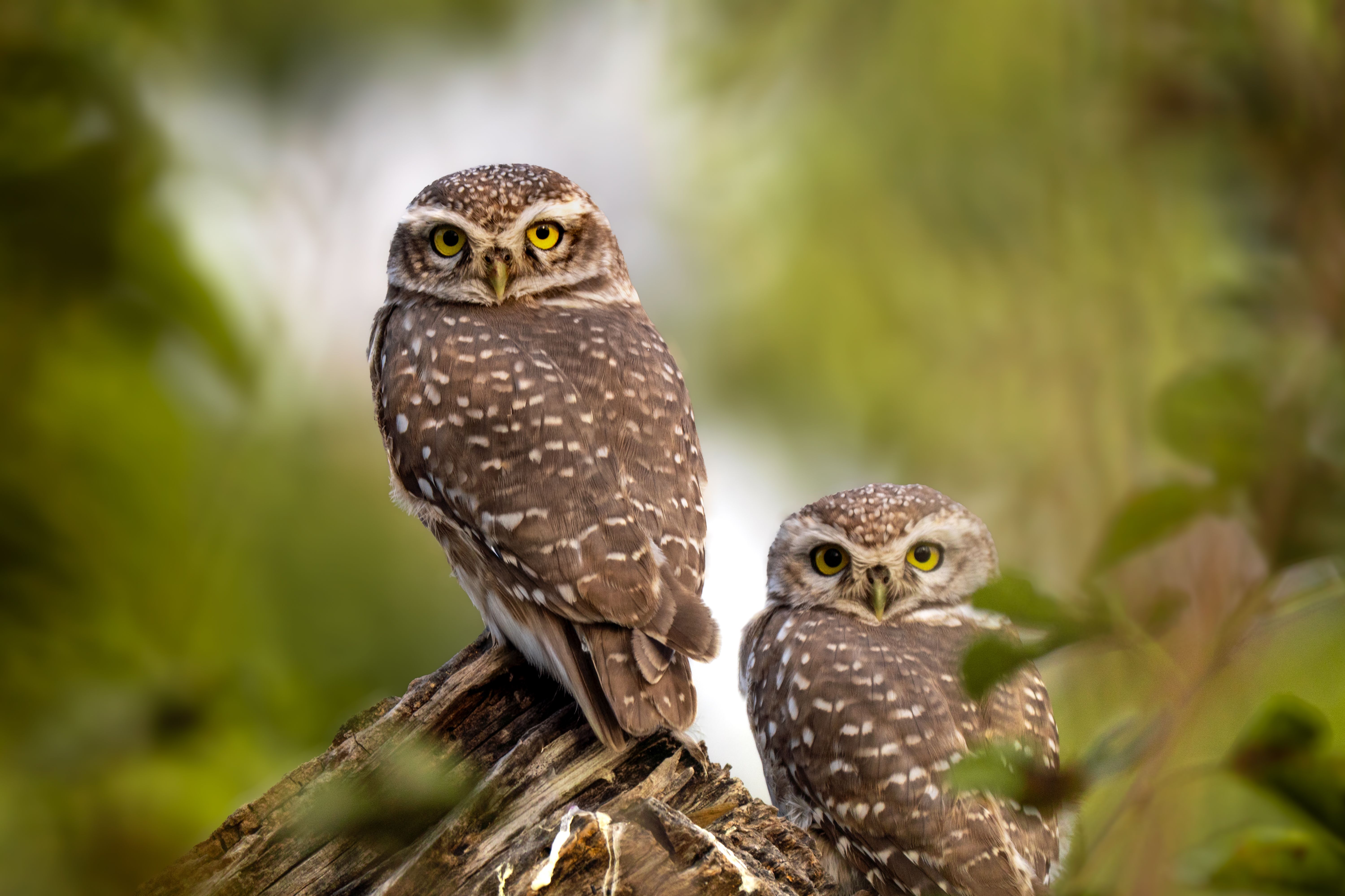 Spotted Owls Perched on Tree Branch in Nature · Free Stock Photo