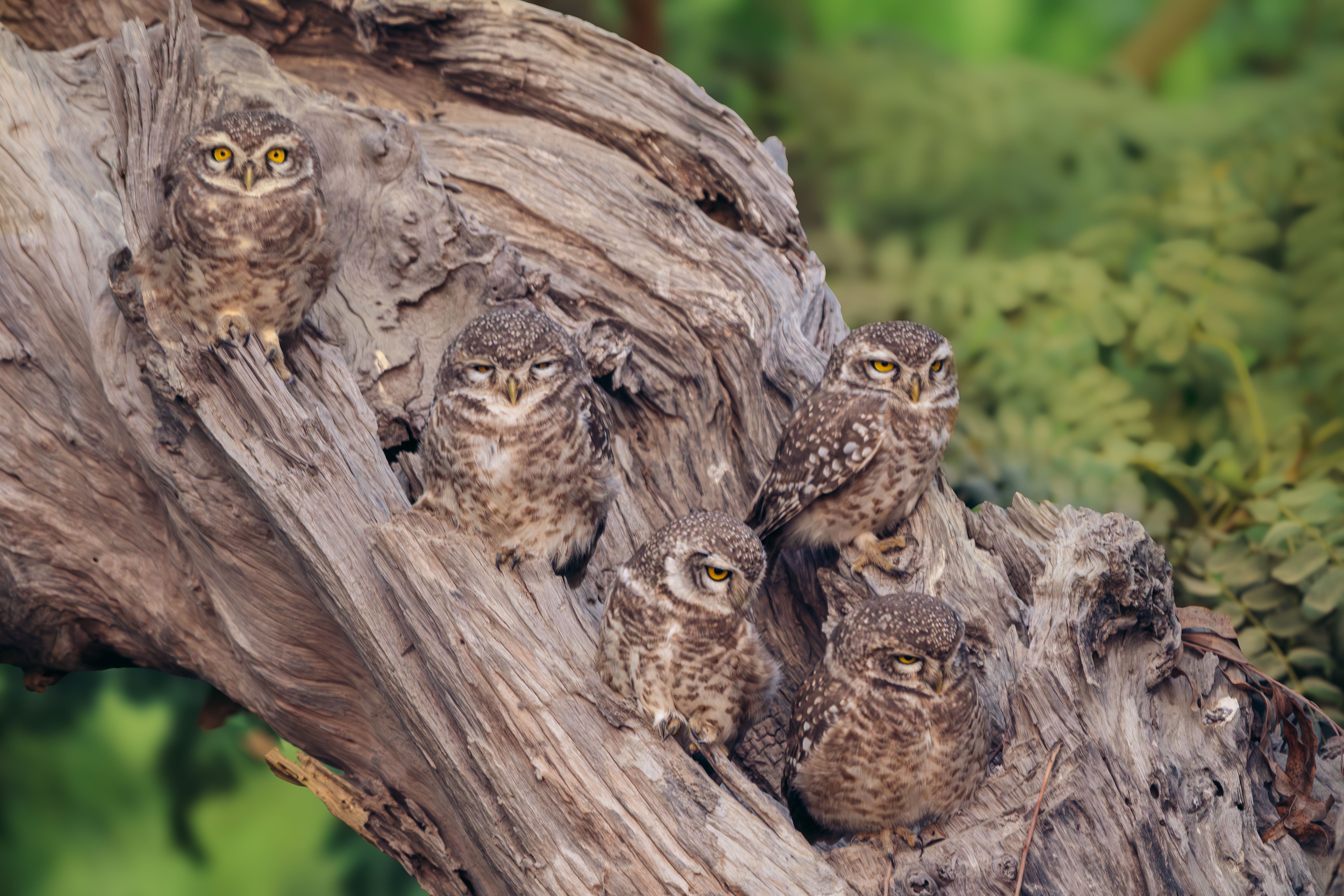 Group Of Owls Photos, Download The BEST Free Group Of Owls Stock Photos ...