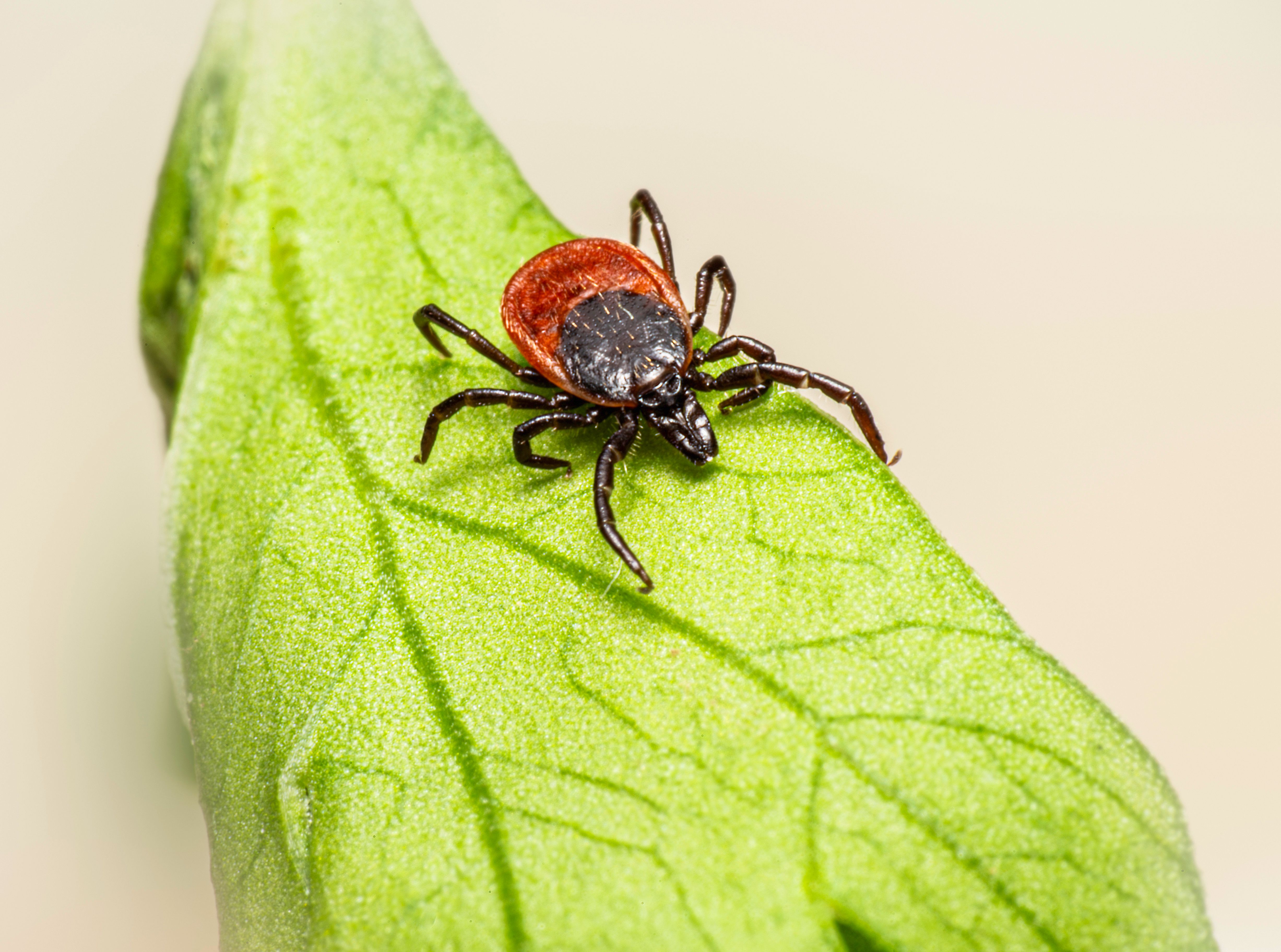 Macro Shot of Ixodes Ricinus on Green Leaf · Free Stock Photo