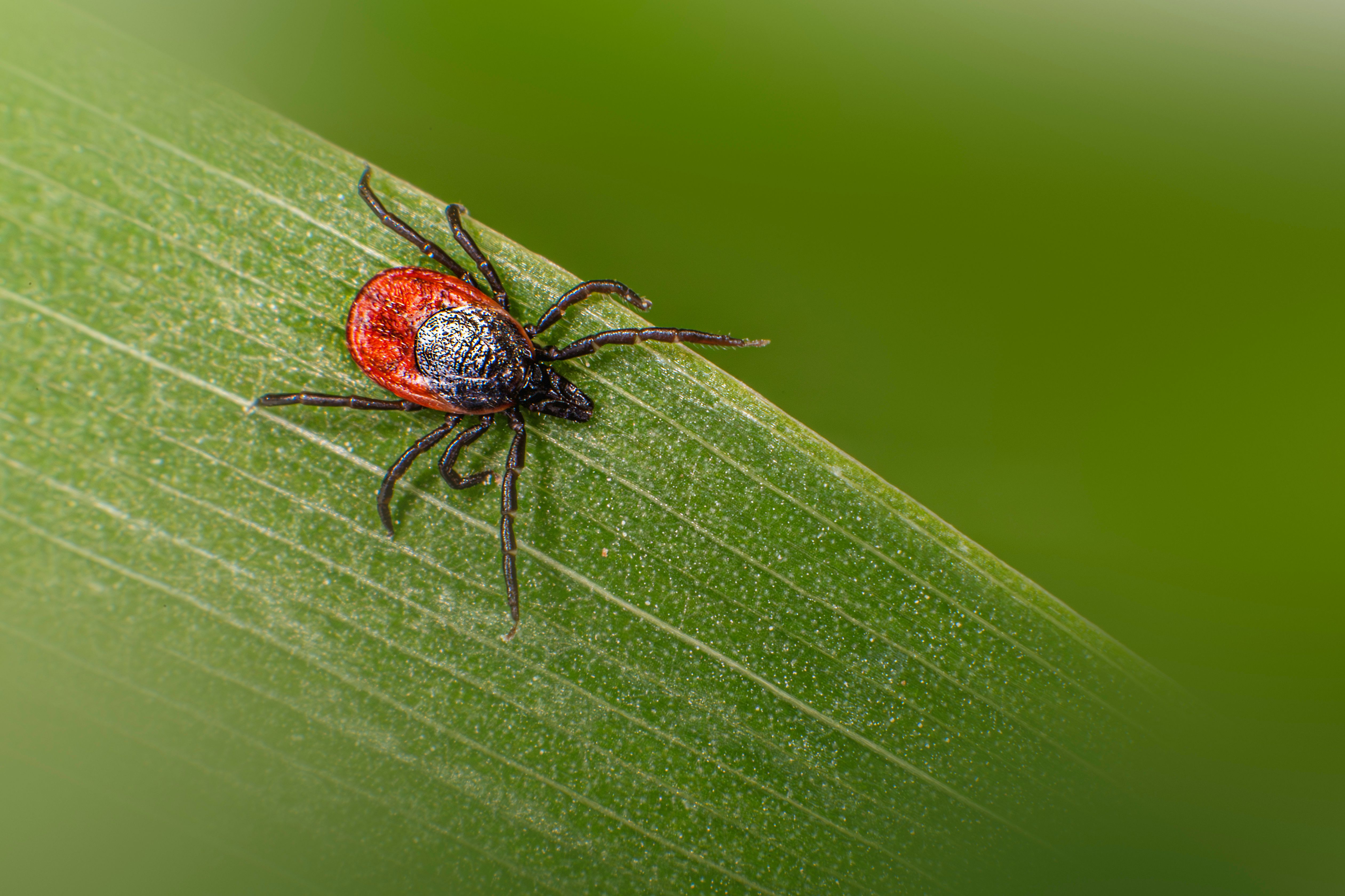 Tick Symbol Image Photos, Download The BEST Free Tick Symbol Image ...