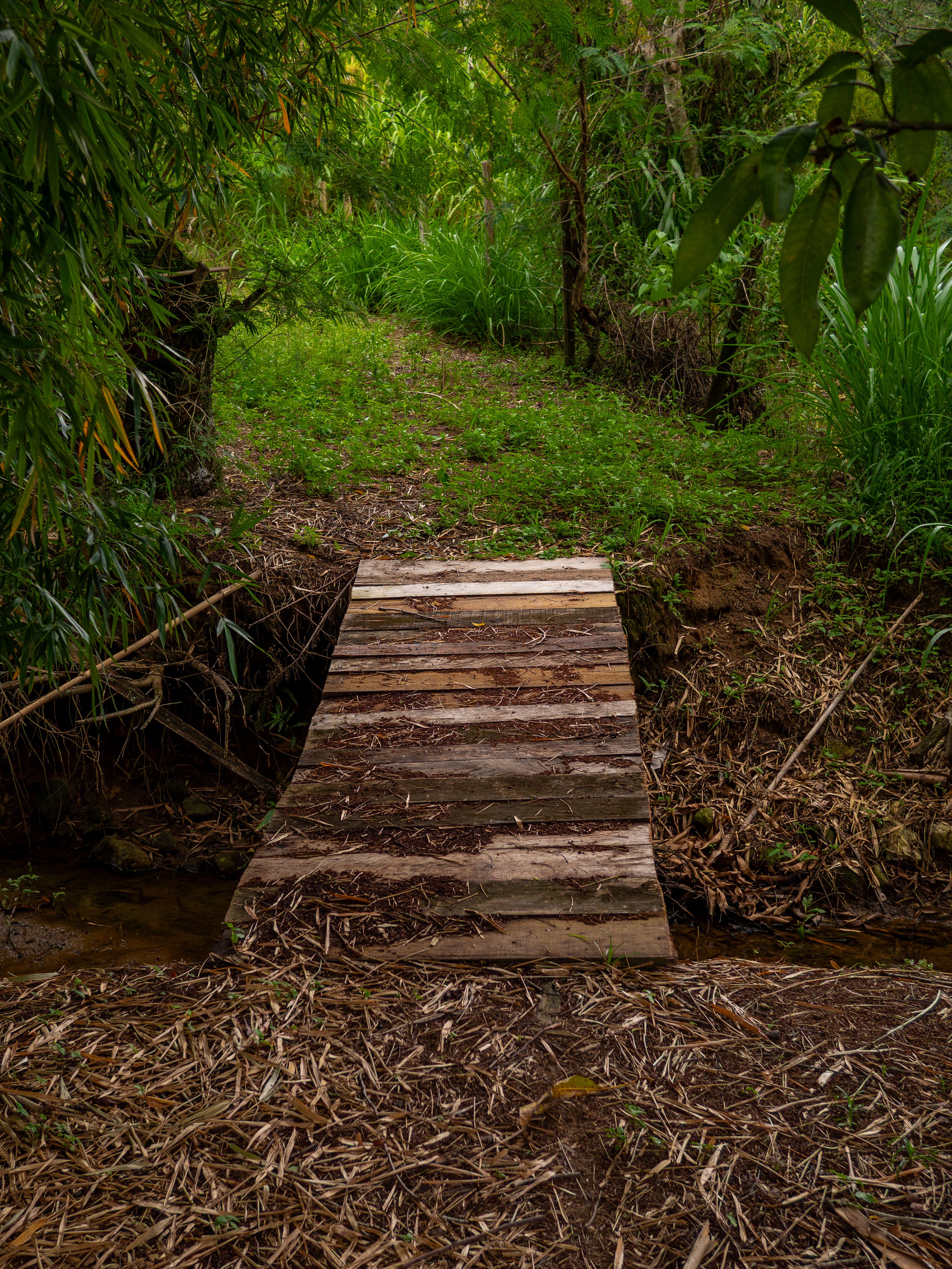 Rustic Wooden Bridge in Lush Forest Pathway · Free Stock Photo