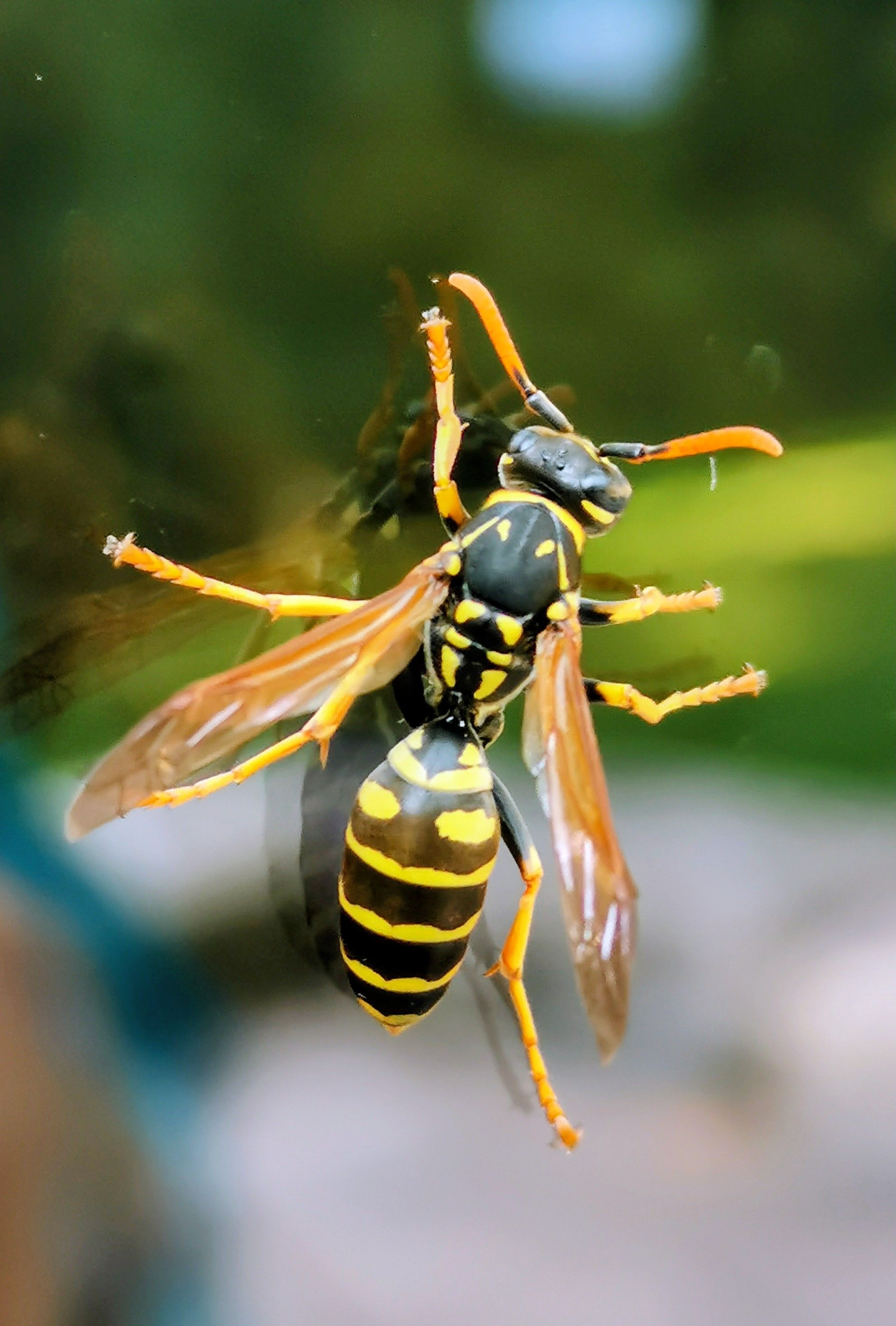 Close-up Shot of a Yellow Jacket Wasp on Glass · Free Stock Photo