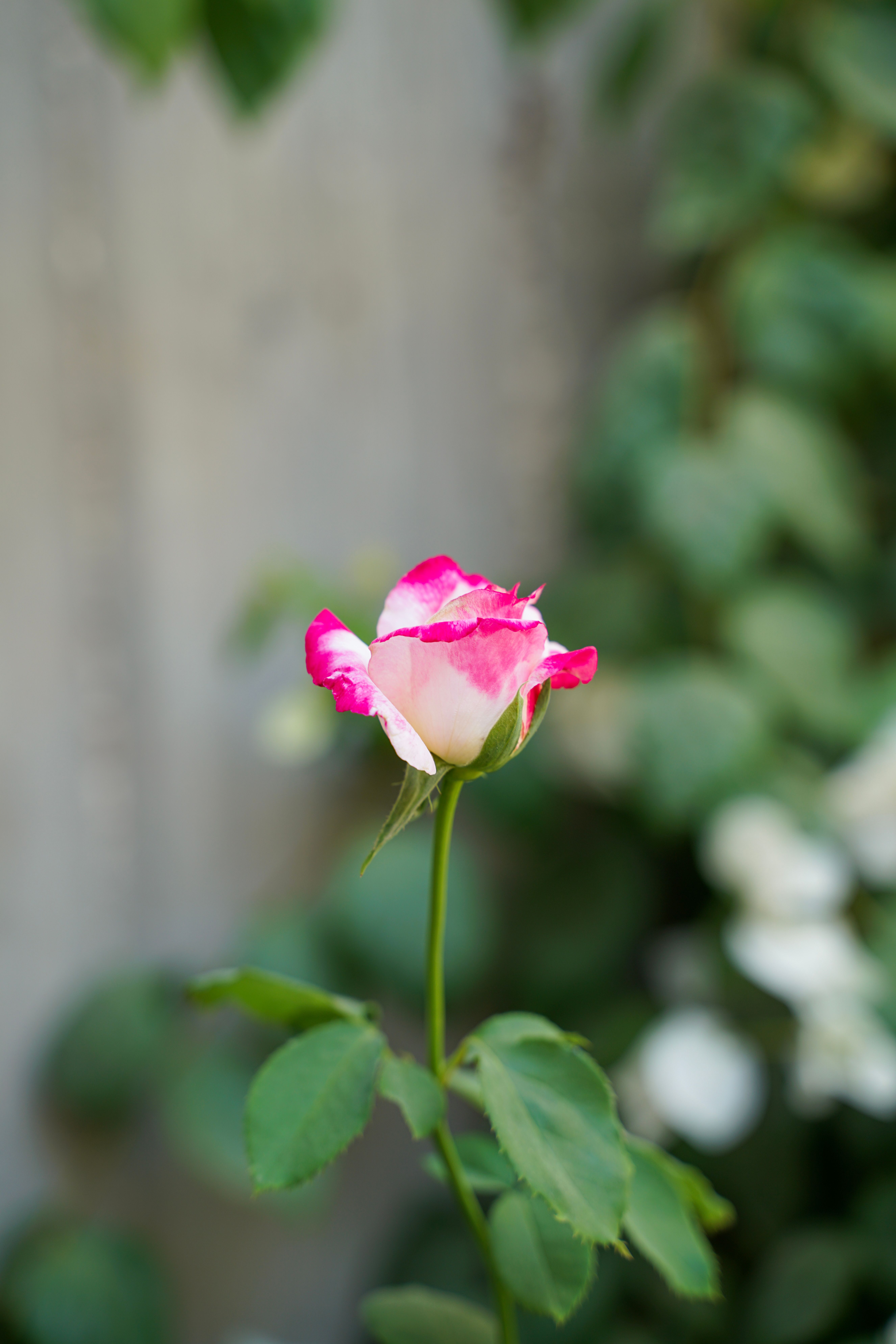 Rose Kante Photos, Download The BEST Free Rose Kante Stock Photos & HD ...