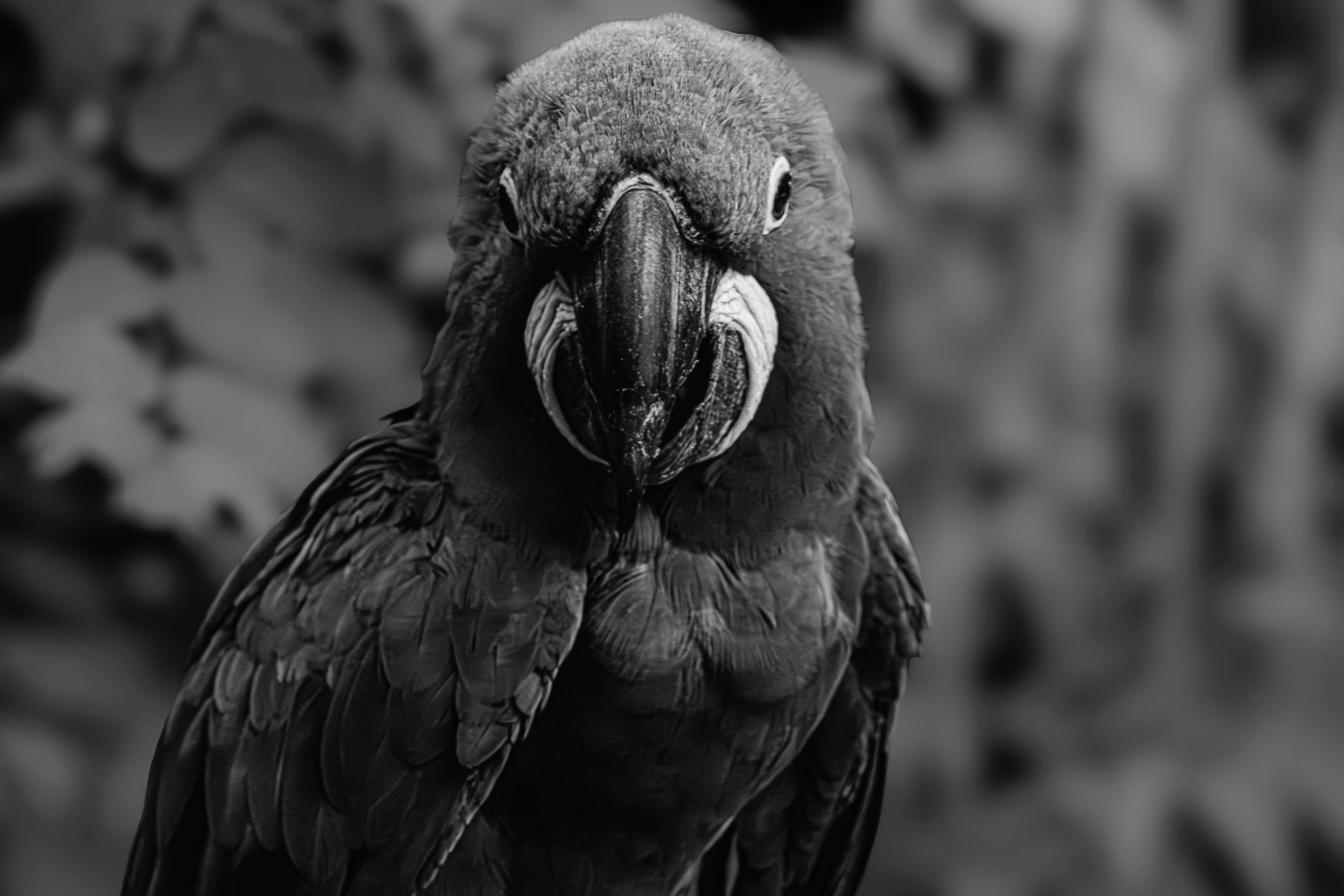 Grayscale Photography of Hwak · Free Stock Photo