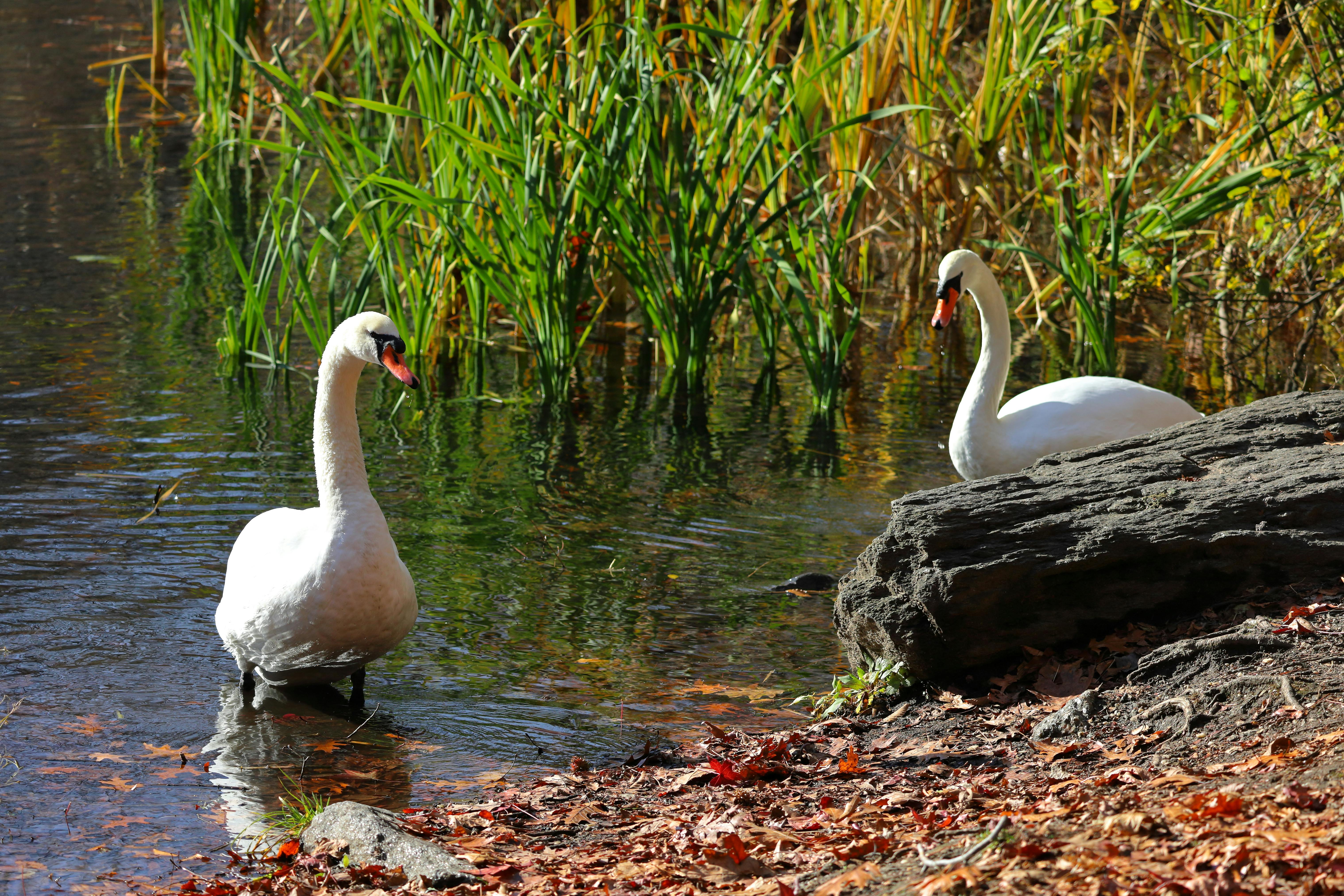 Therian Animals Photos, Download The BEST Free Therian Animals Stock ...