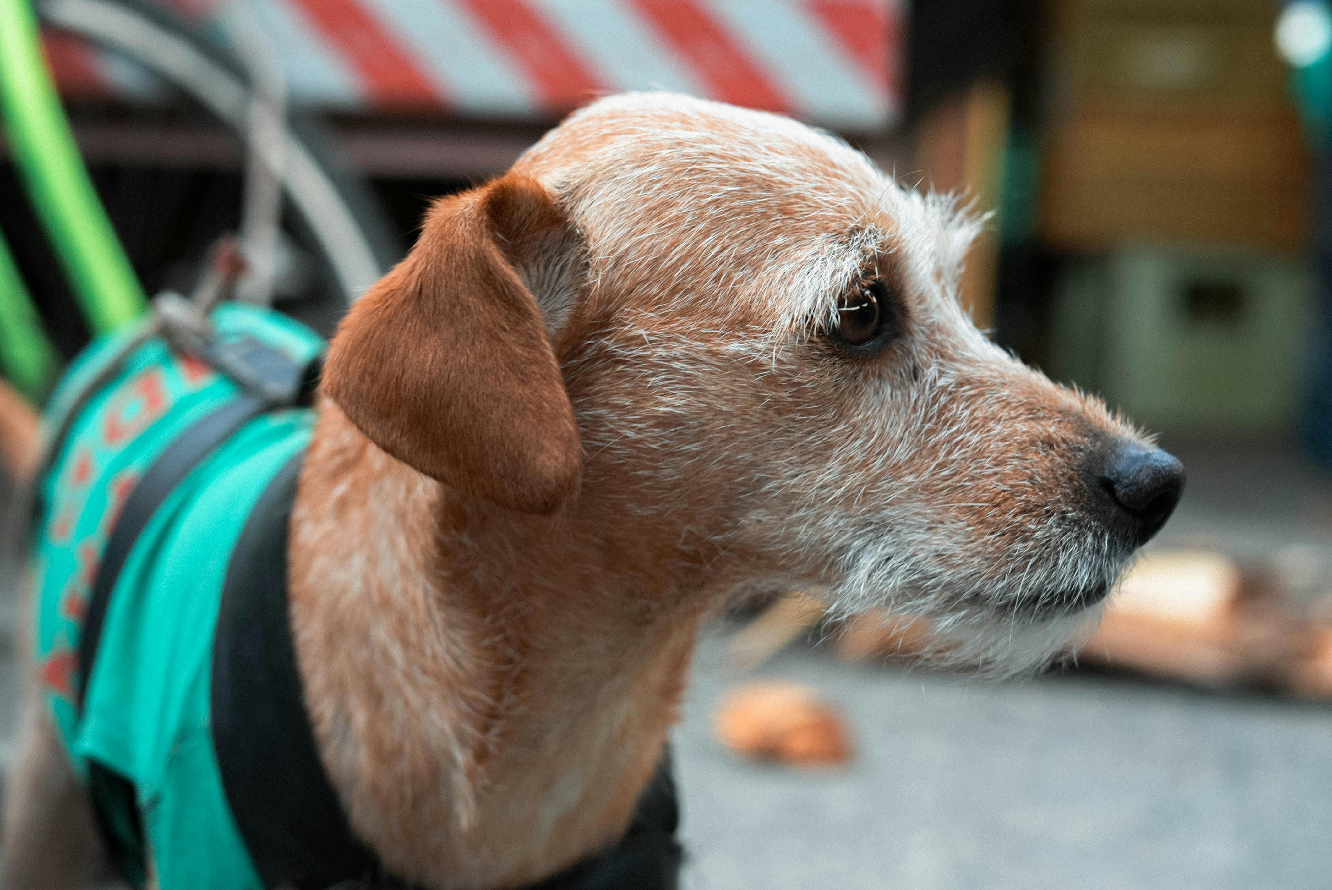 Attention Deficit Hyperactivity Disorder (Adhd) Photos, Download The ...