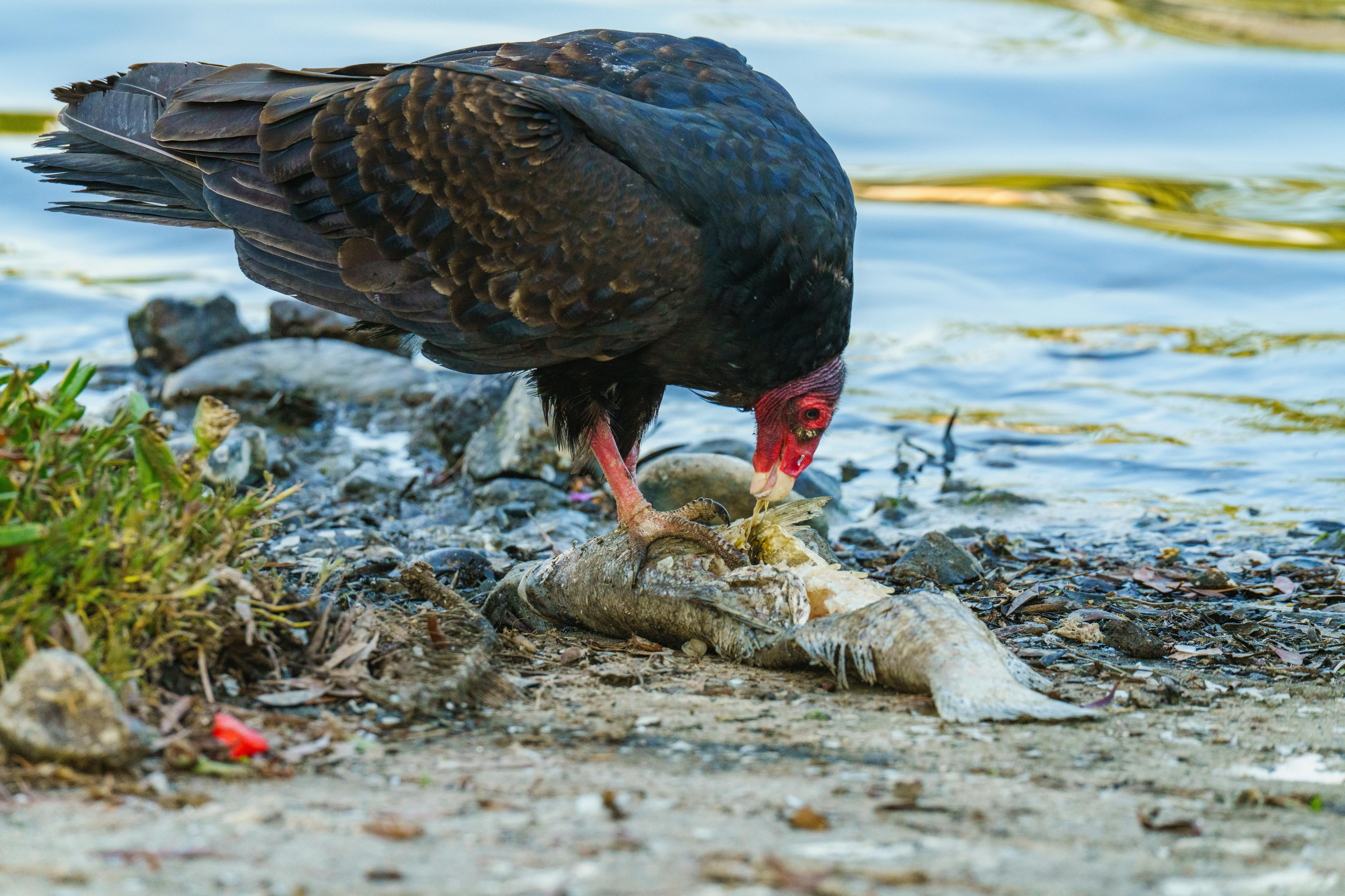 Crappie Fish Photos, Download The BEST Free Crappie Fish Stock Photos ...