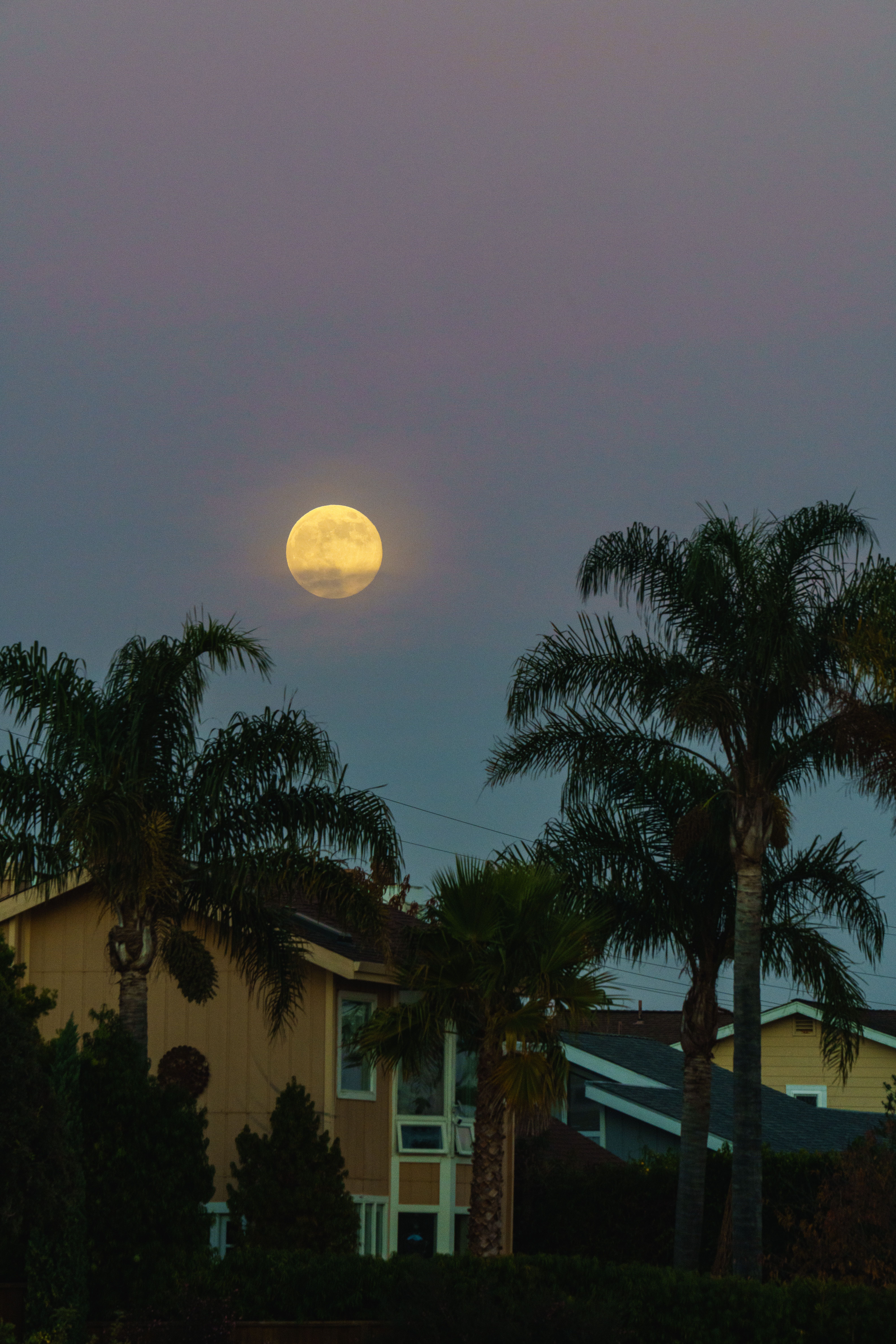Full Moon Rising Over Suburban Palm Trees · Free Stock Photo