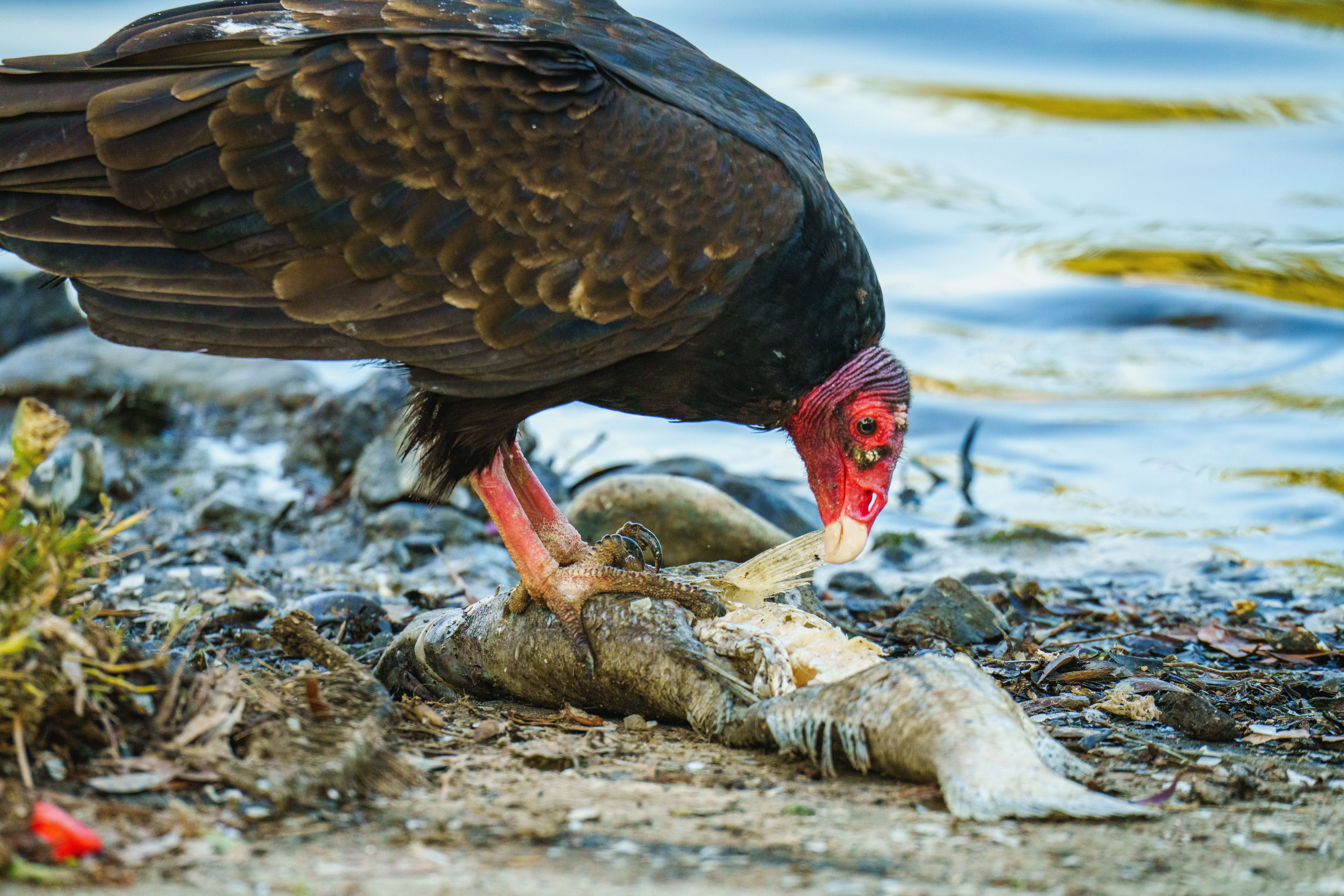 Survival Photos, Download The BEST Free Survival Stock Photos & HD Images