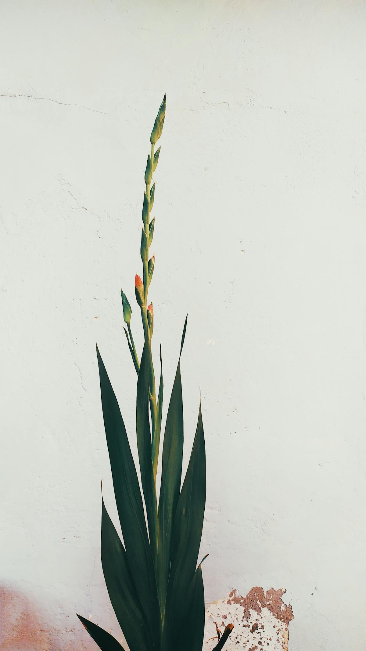 Line Art Flower Photos, Download The BEST Free Line Art Flower Stock ...