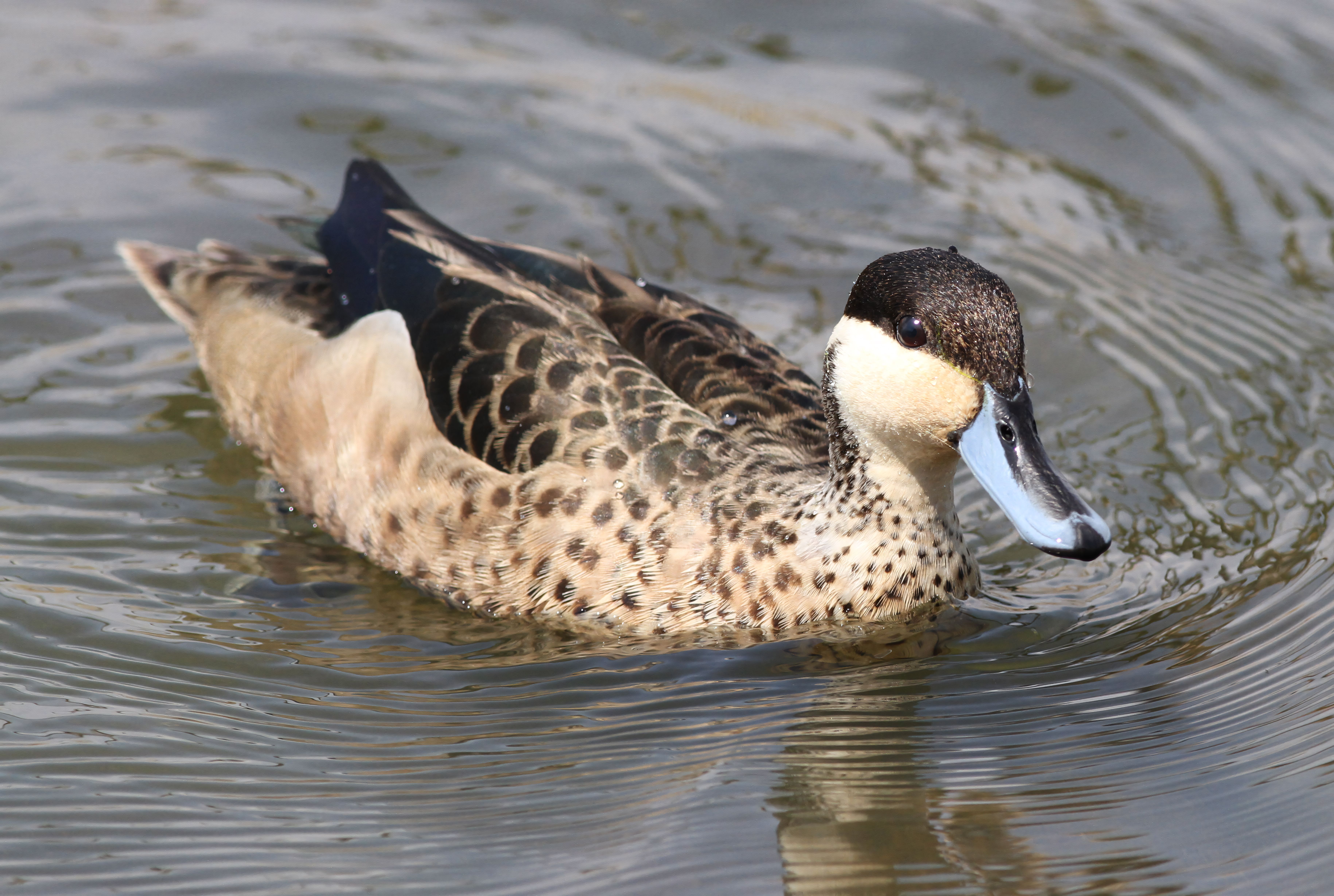 Hottentot Teal Duck in Natural Wetland Habitats · Free Stock Photo