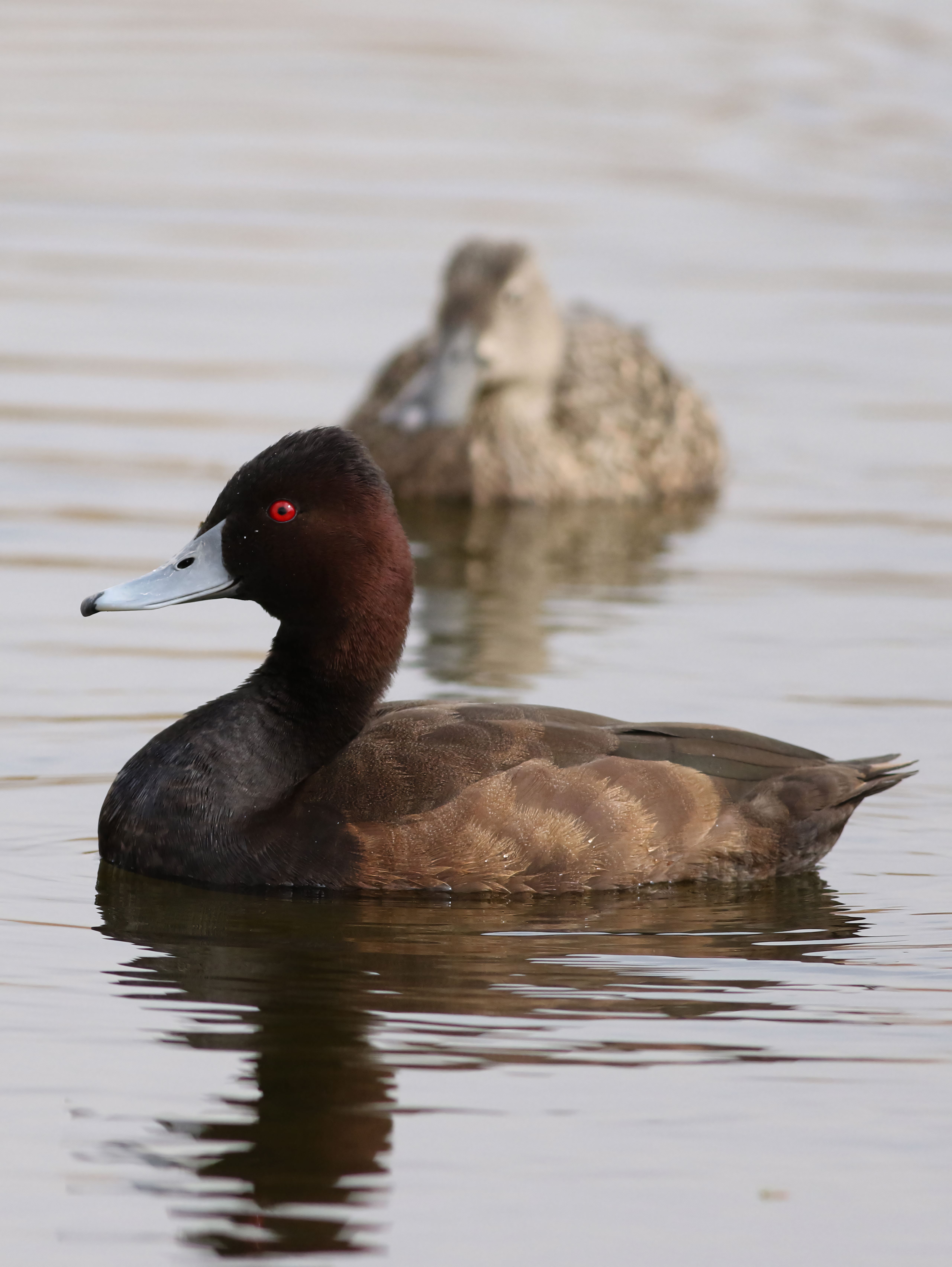 Southern Pochard Duck in Natural Wetland Habitat · Free Stock Photo