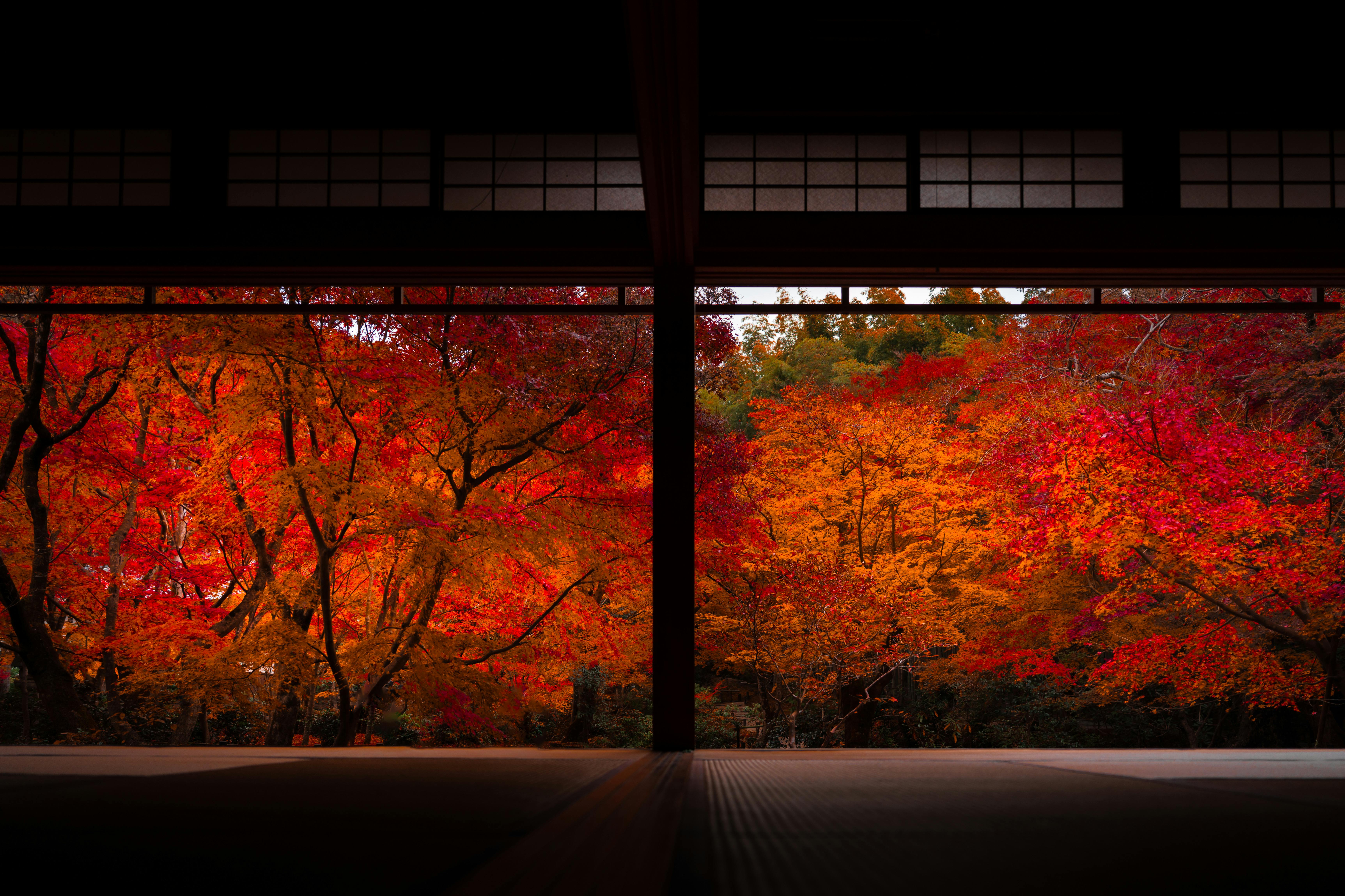 Foto de stock gratuita sobre @al aire libre, #interior, acer, arboles ...
