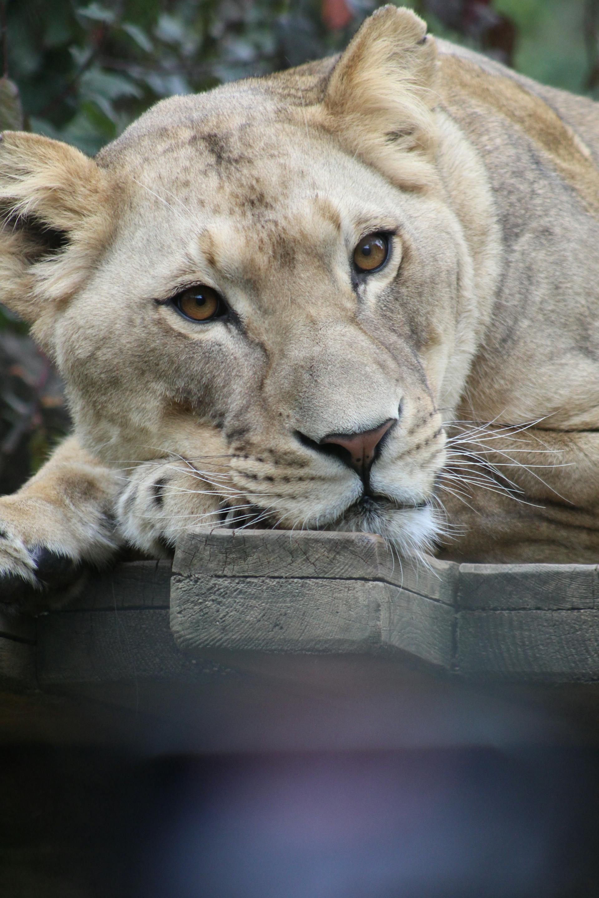 Beautiful Lioness Photos, Download The BEST Free Beautiful Lioness ...