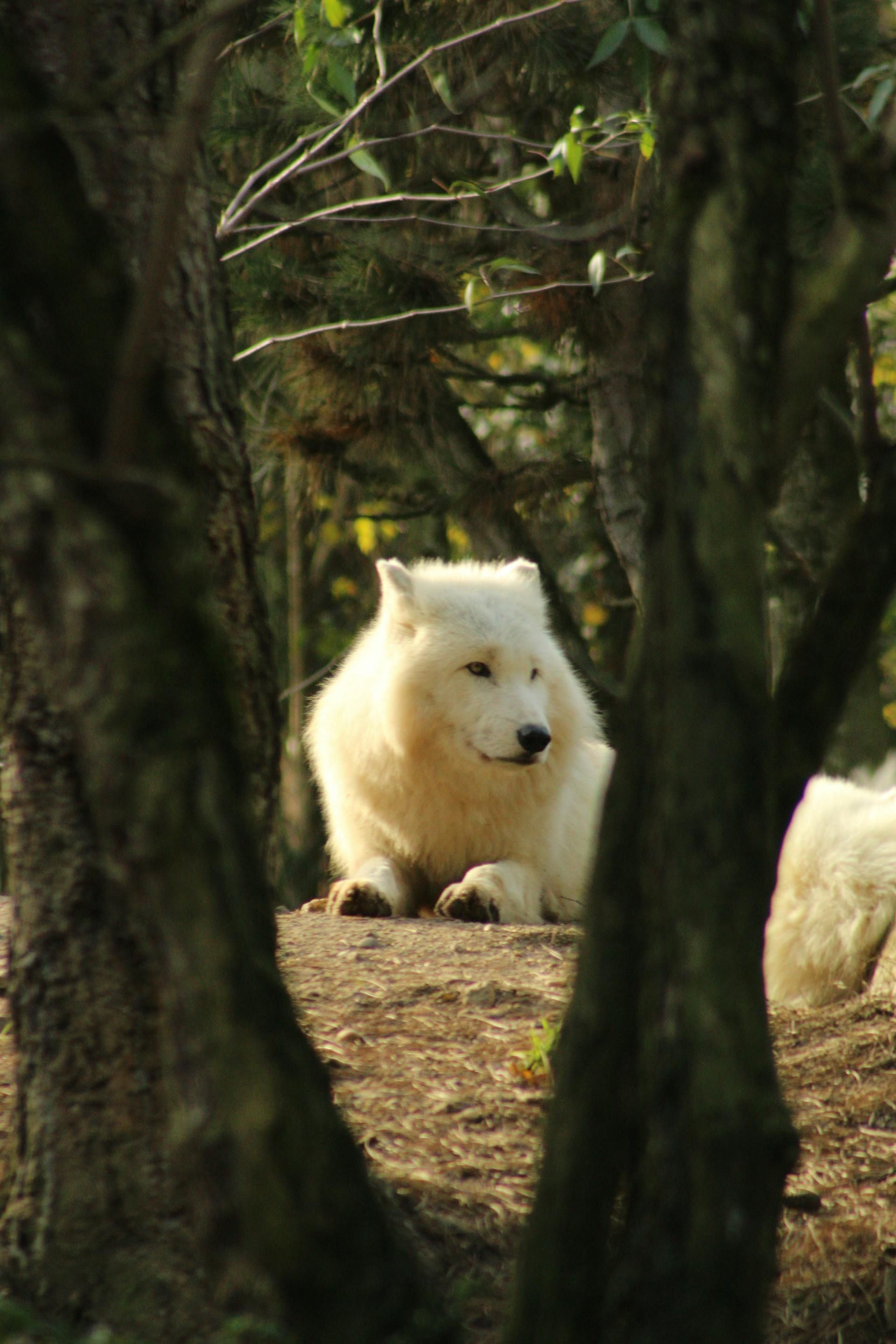 Timber Wolf Photos, Download The BEST Free Timber Wolf Stock Photos ...