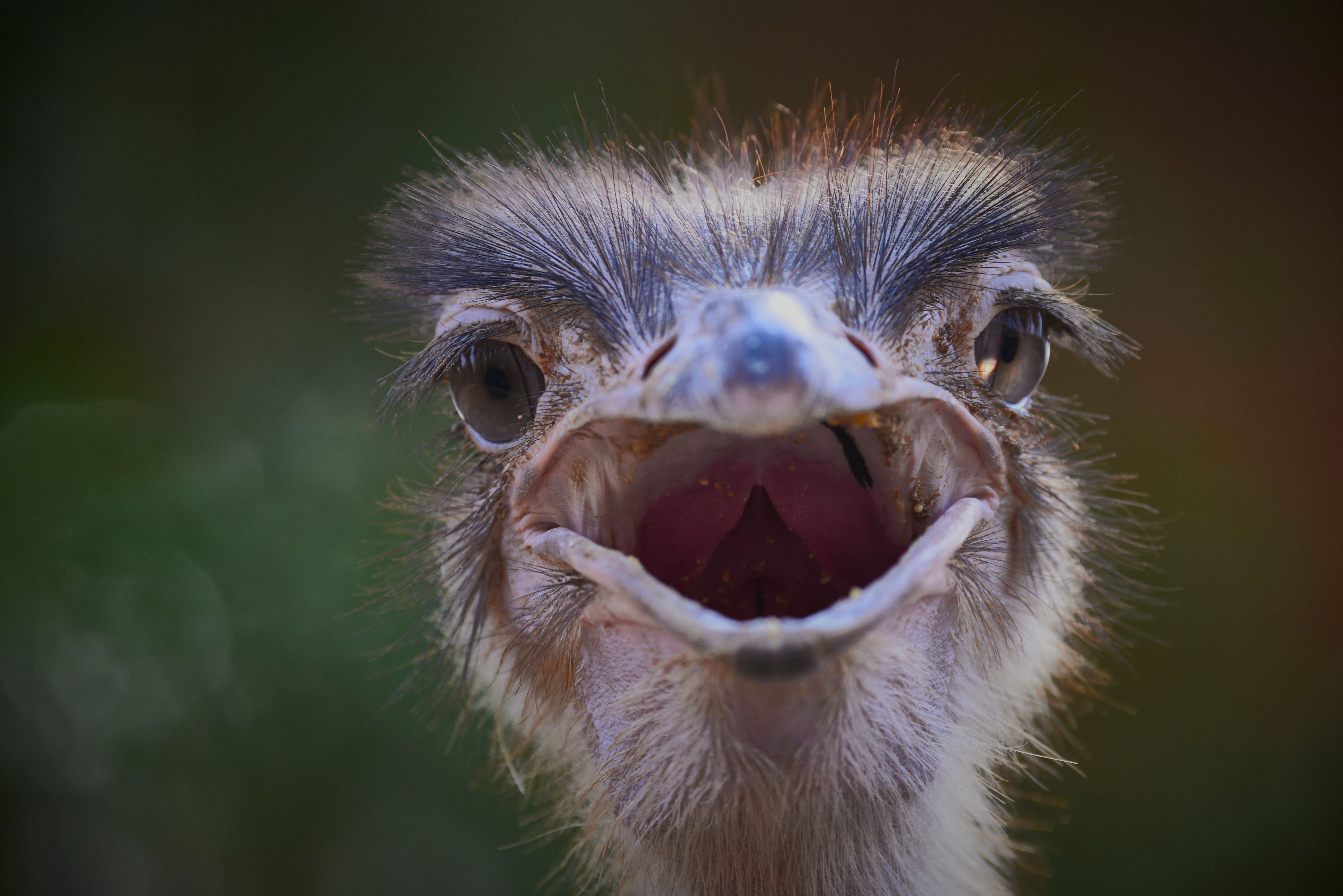 Close-up Portrait of an Emu in Abu Dhabi · Free Stock Photo