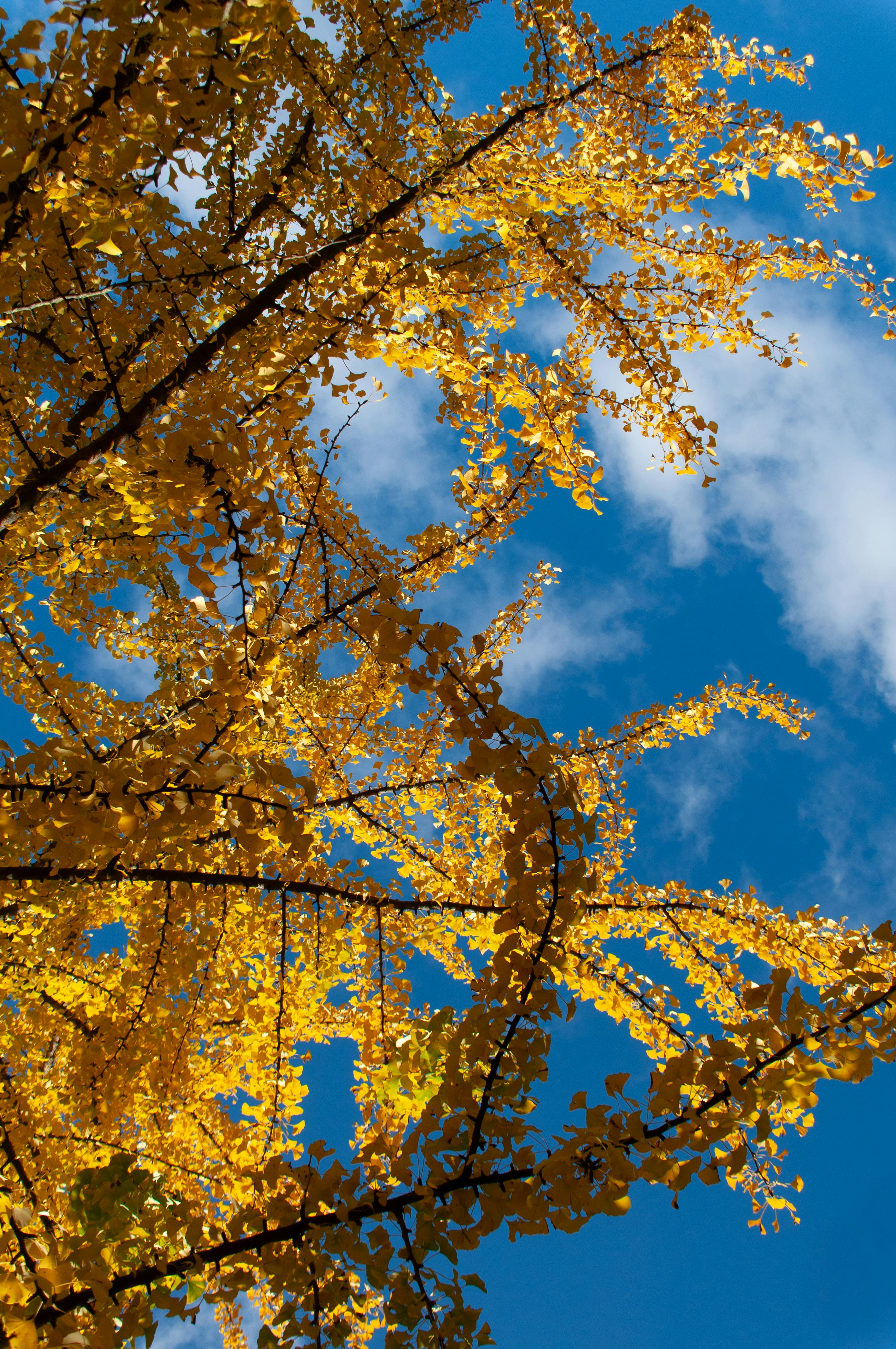 Autumn Ginkgo Leaves Against Blue Sky · Free Stock Photo