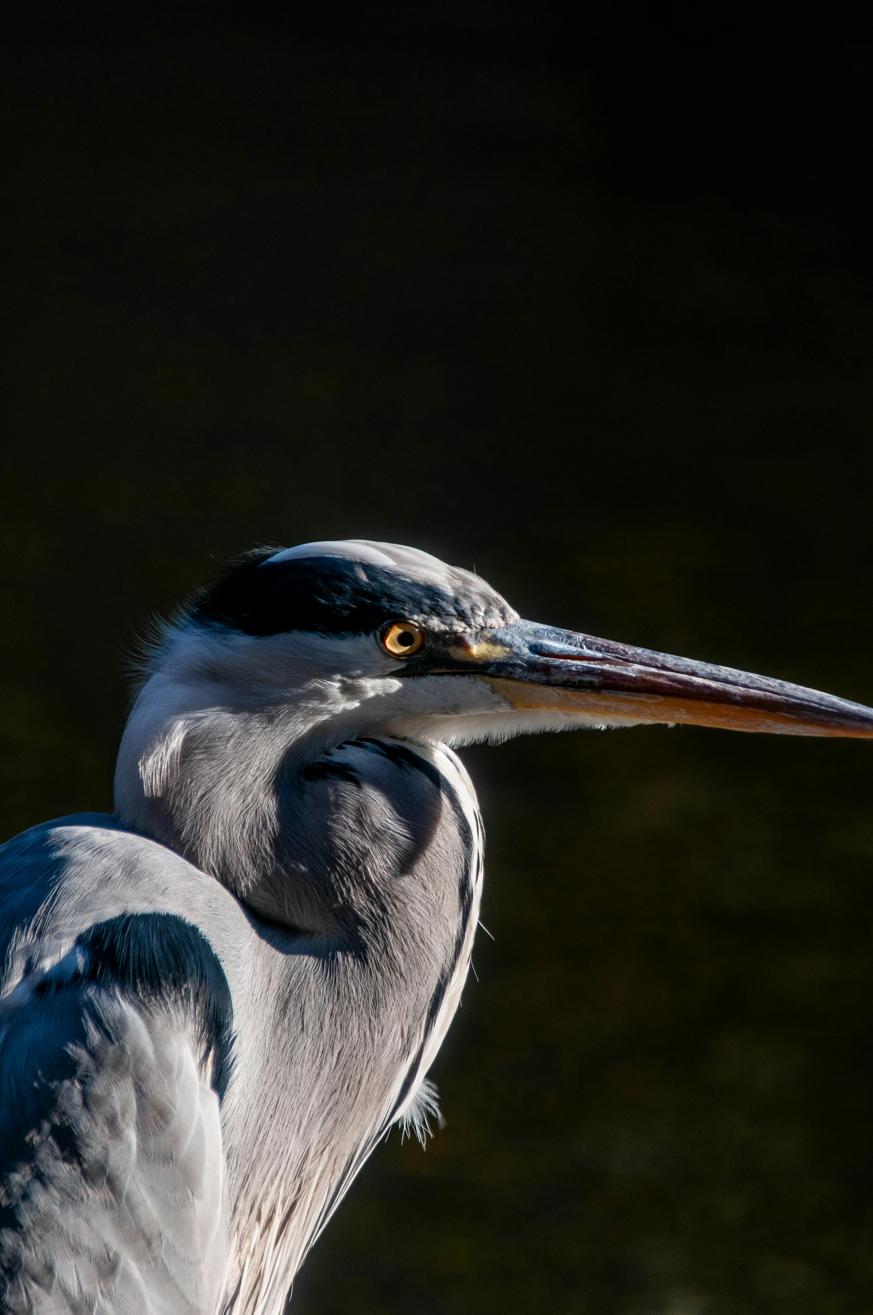 Side Eye Photos, Download The BEST Free Side Eye Stock Photos & HD Images