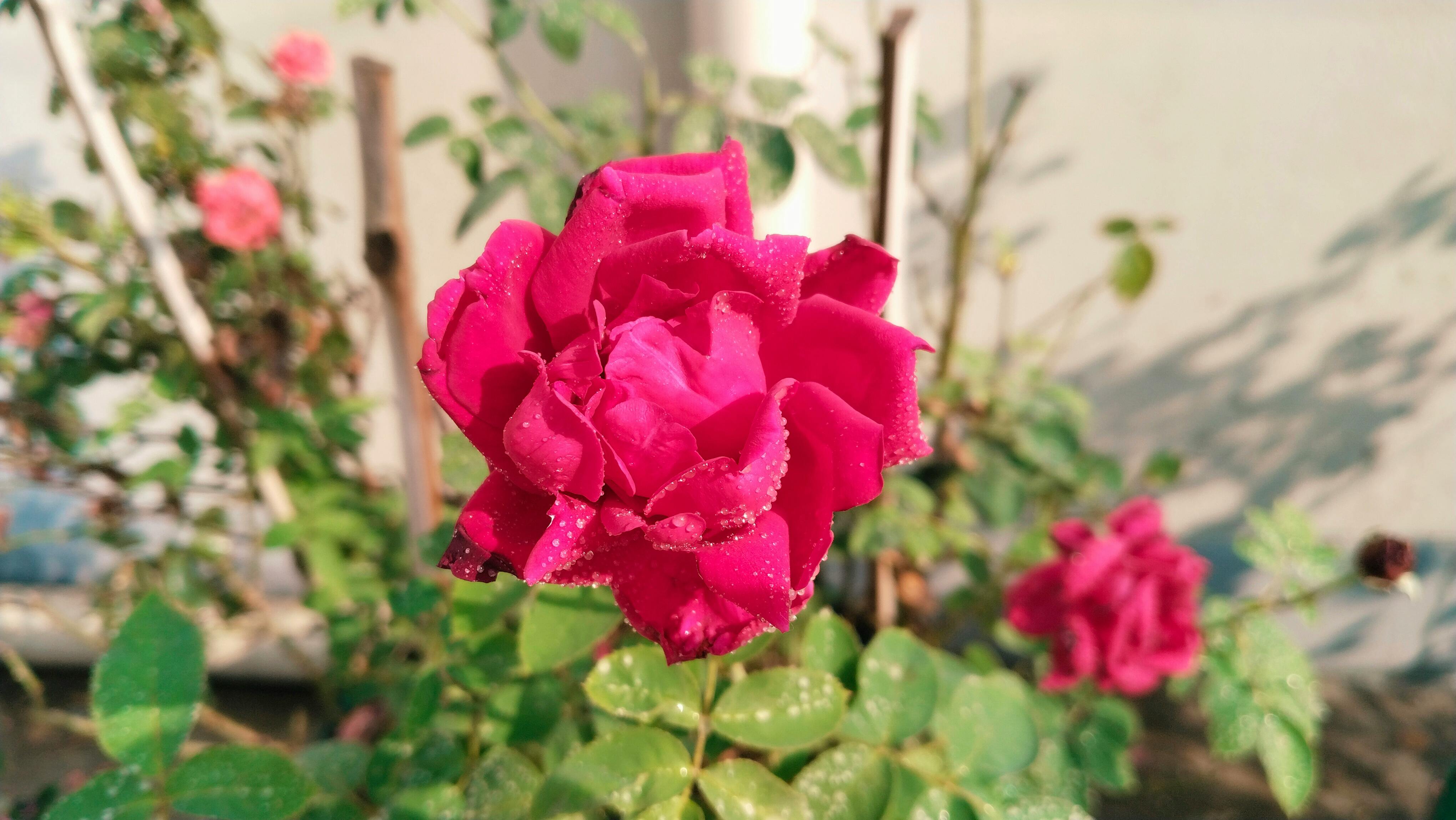 Flower Without Background Photos, Download The BEST Free Flower Without ...