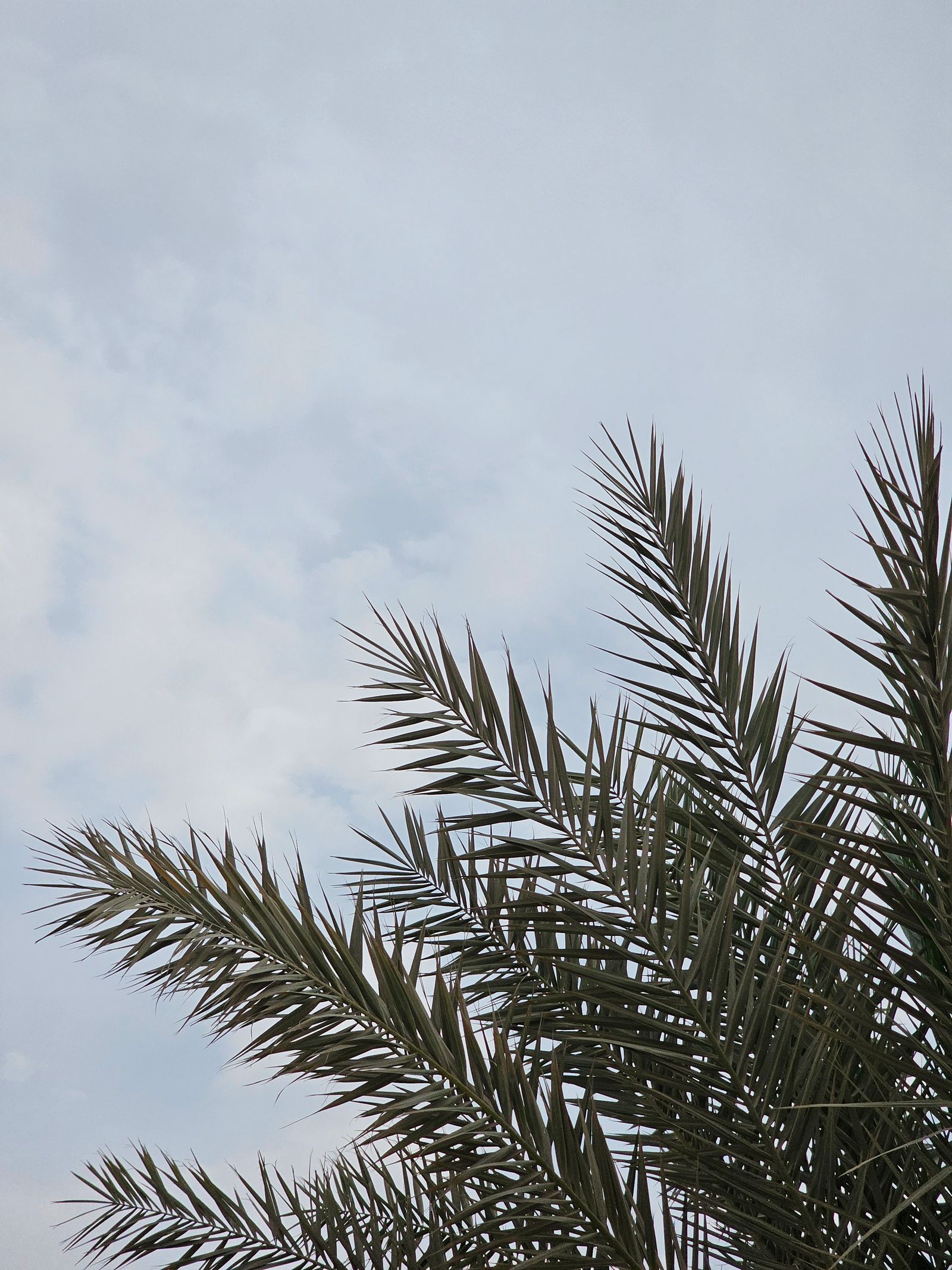 Palm Tree Branches Photos, Download The BEST Free Palm Tree Branches ...