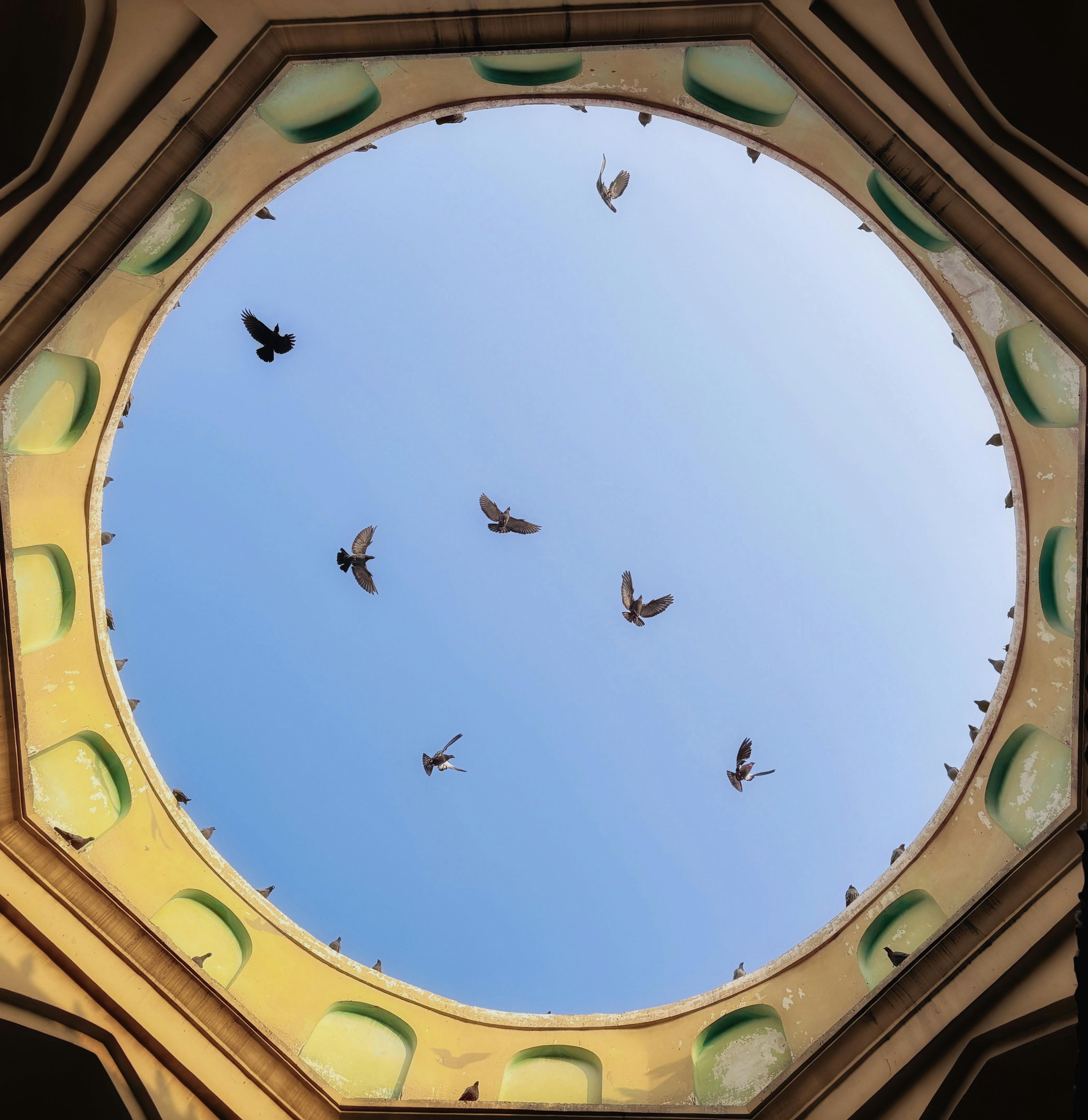 Birds Flying in Octagonal Atrium Under Blue Sky · Free Stock Photo