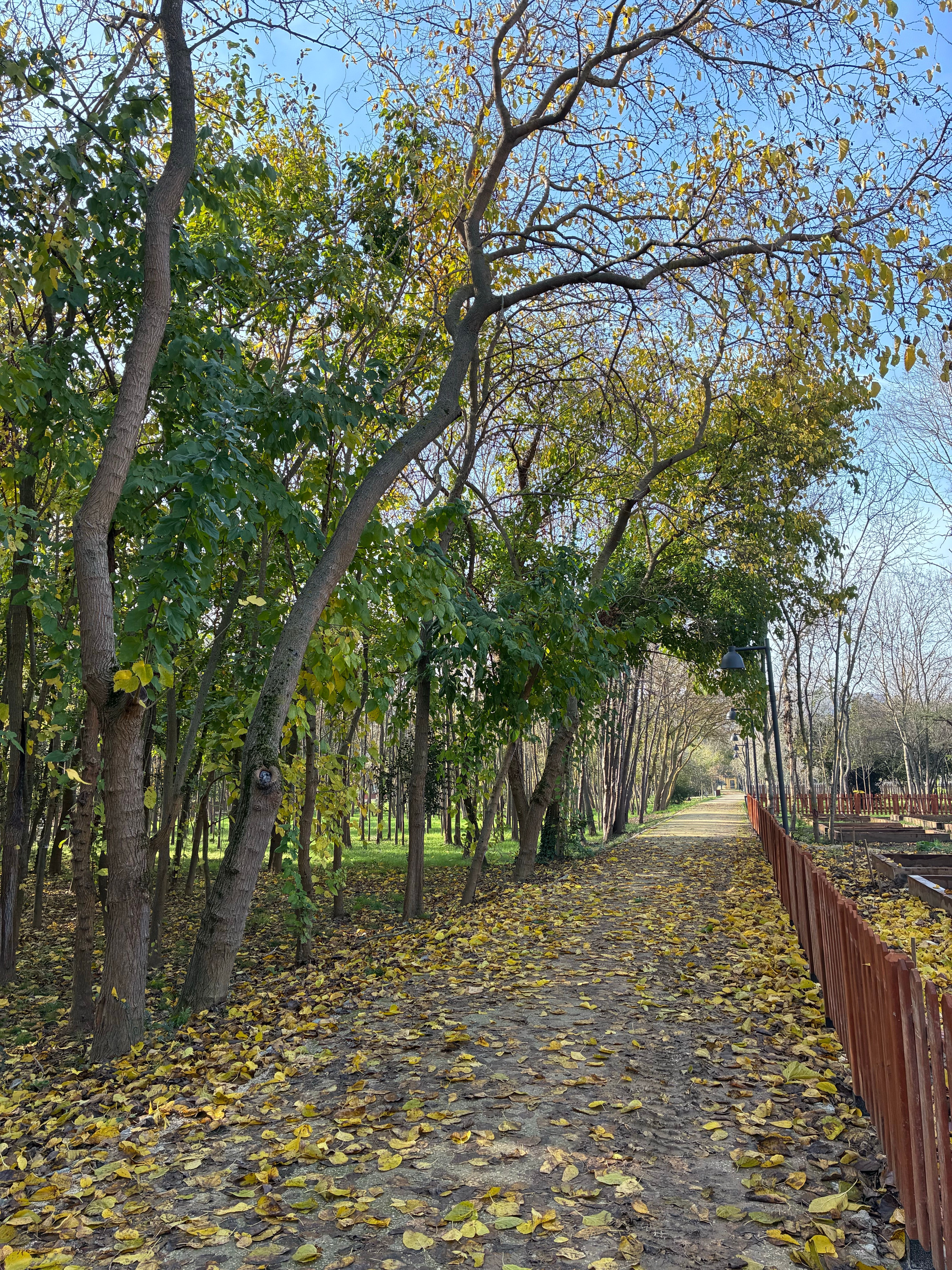 Scenic Autumn Walkway in a Tree-Lined Park · Free Stock Photo