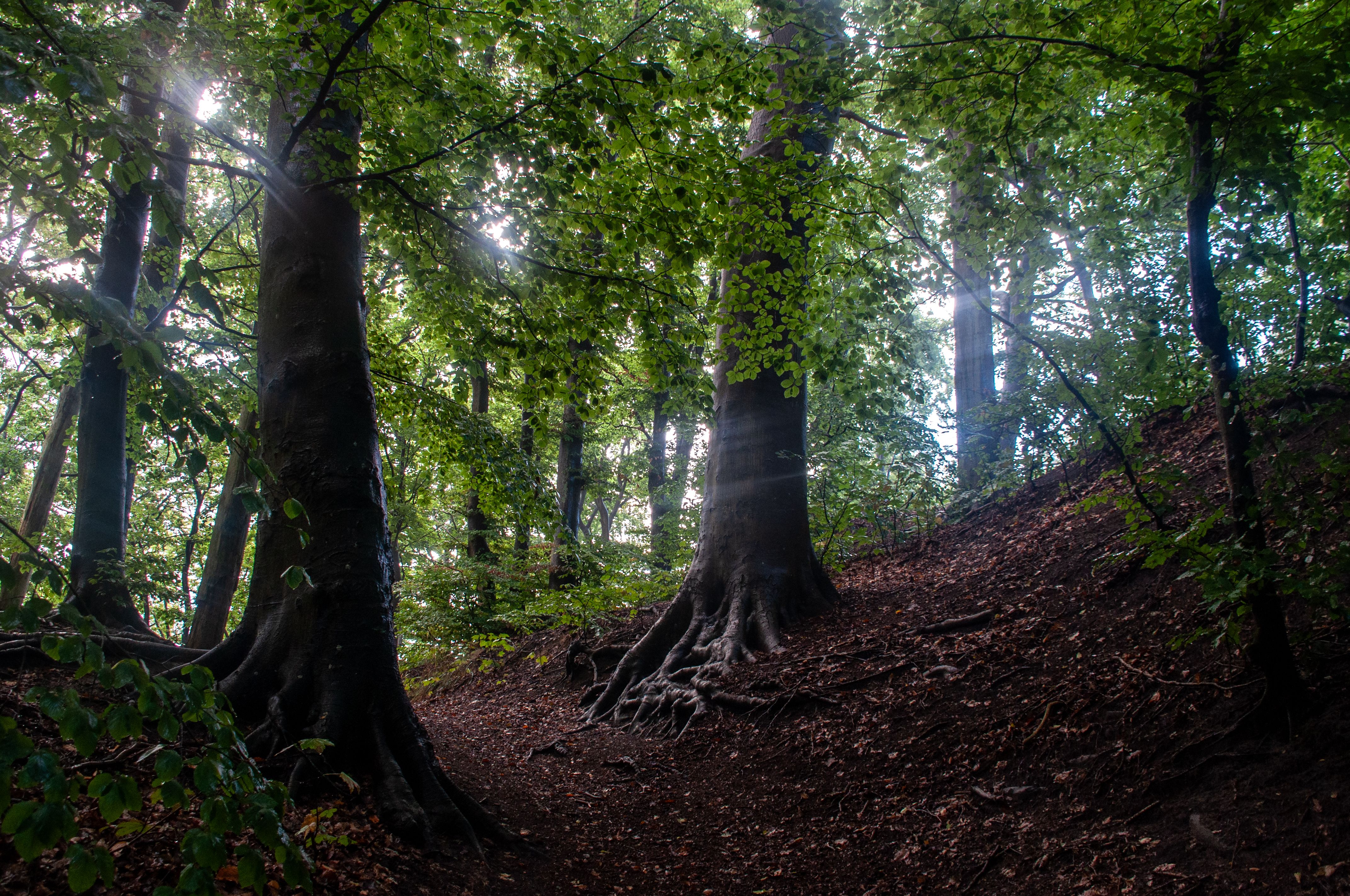 333.632+ Fotos y Imágenes de Bosque templado Gratis · Banco de Fotos Gratis