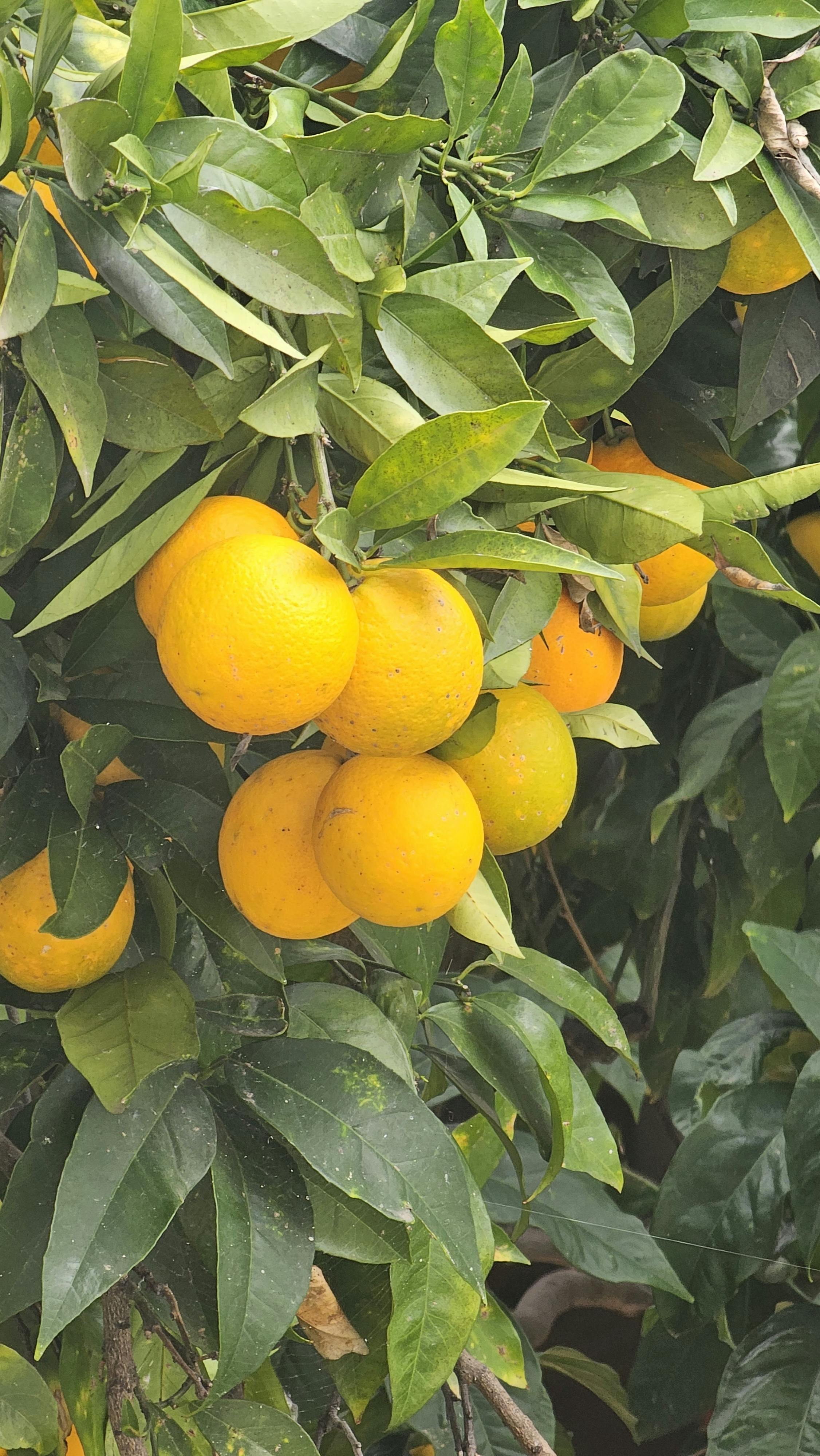 Orange Tree Photos, Download The BEST Free Orange Tree Stock Photos ...