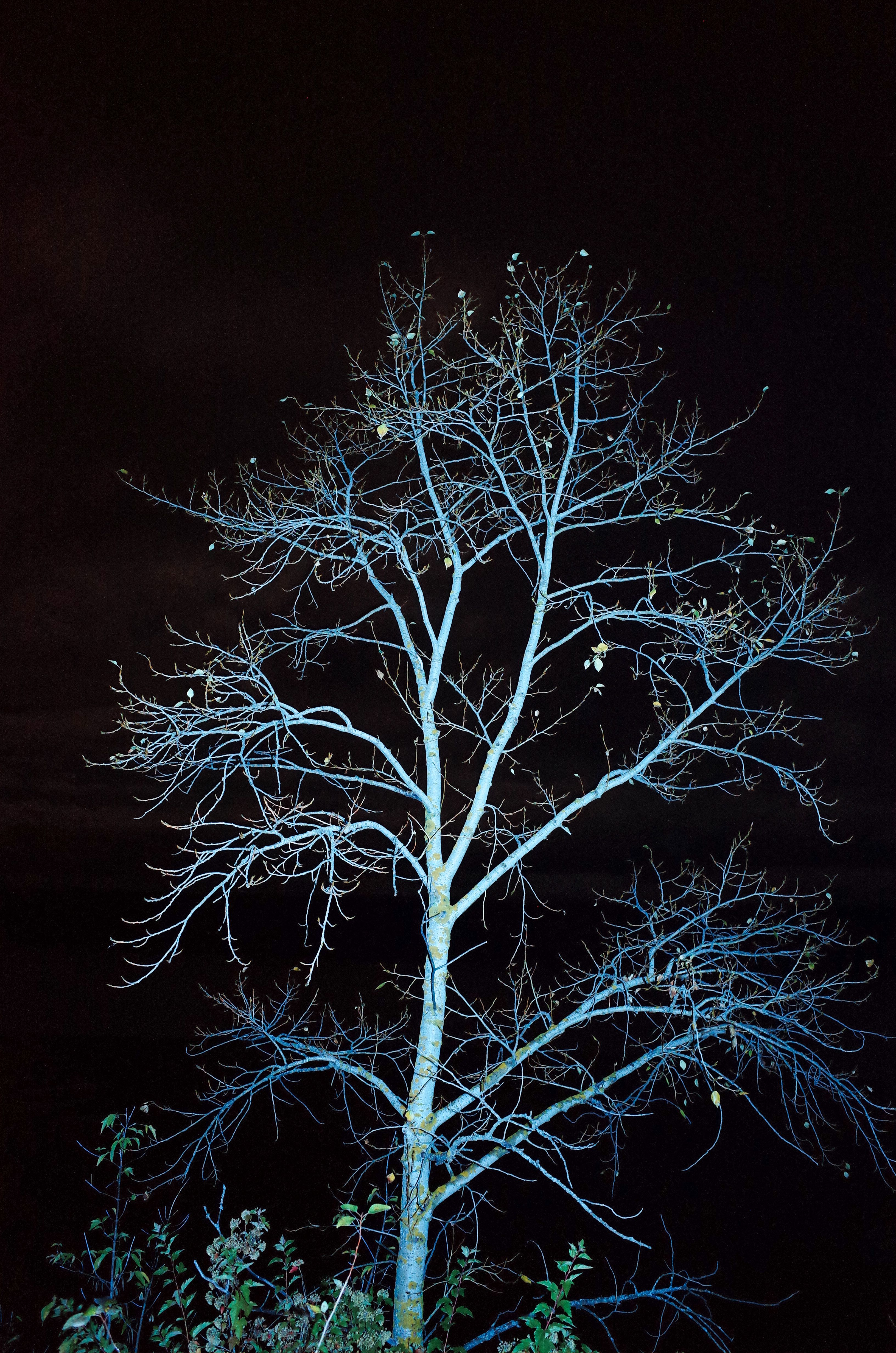 Lone Bare Tree Against Dark Night Sky · Free Stock Photo